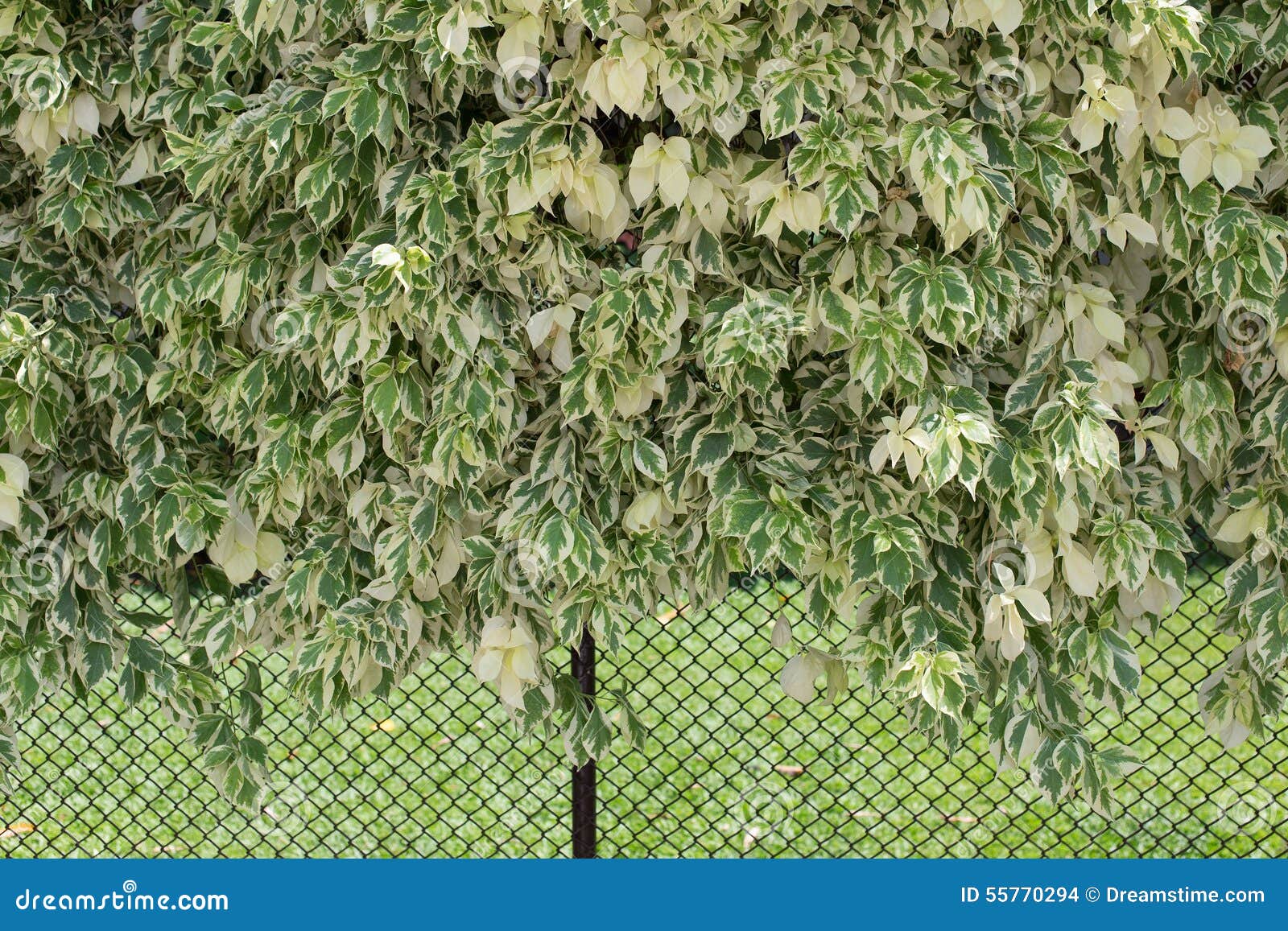 Bush wall stock photo. Image of outdoor, bunch, petal - 55770294