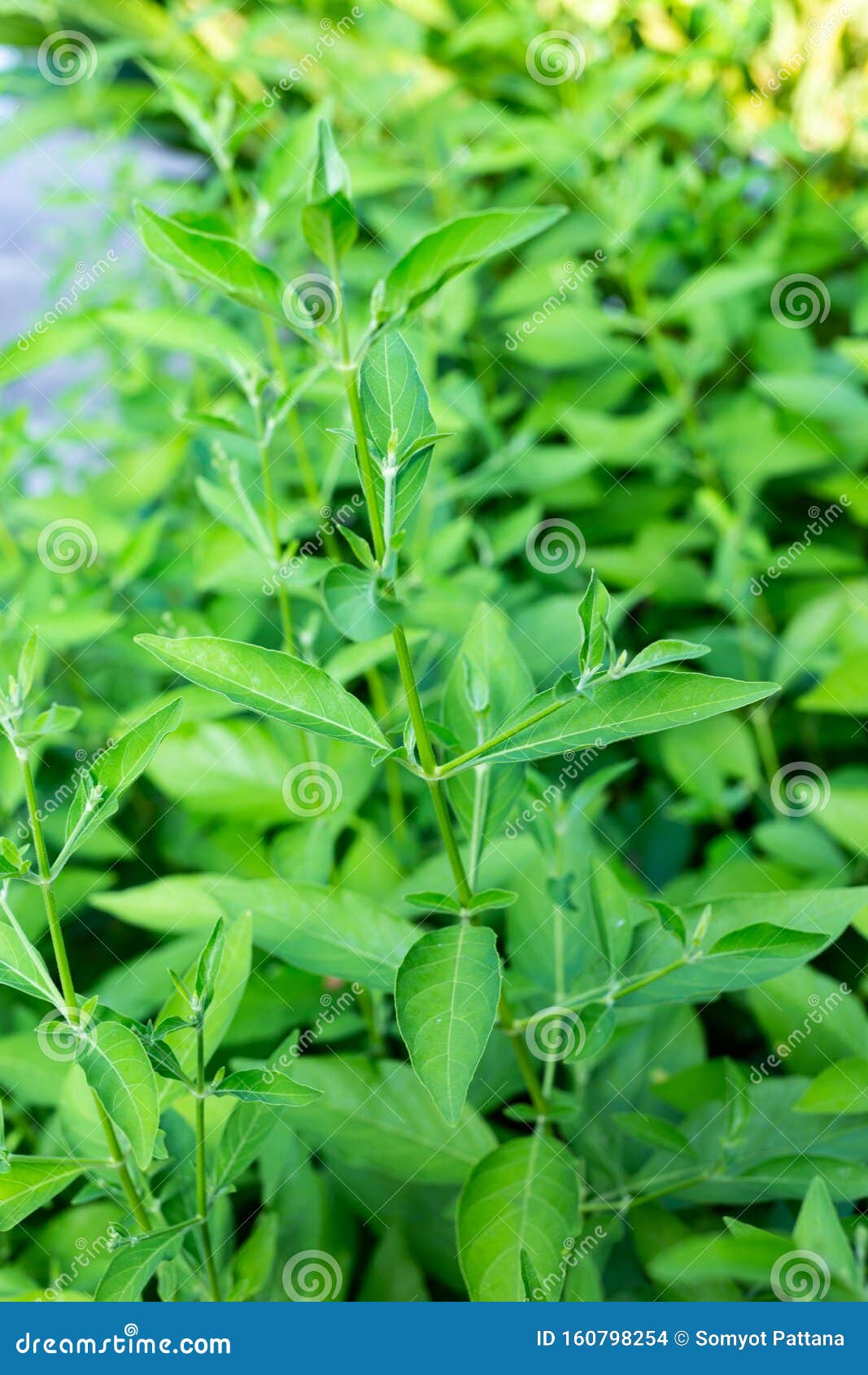 Bush of White Crane Flower Plant Stock Photo - Image of plants, kurz ...