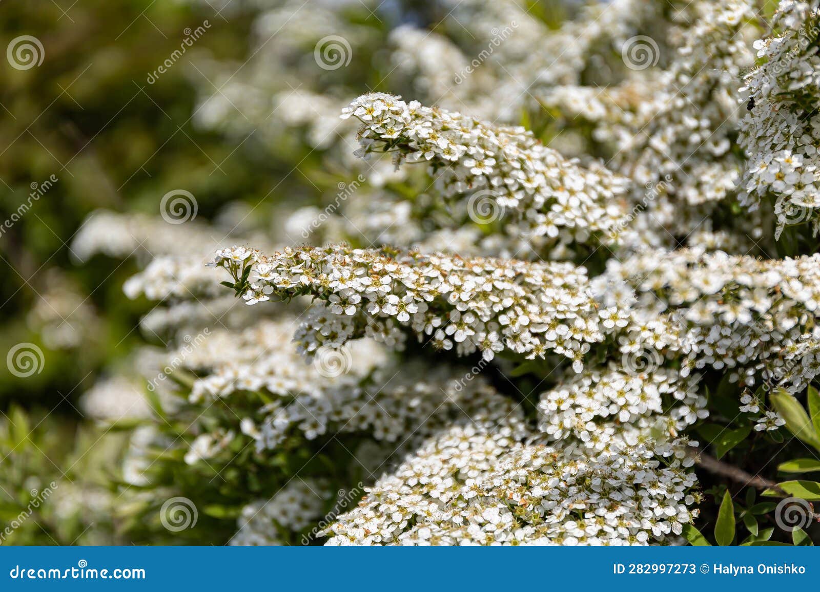 Bush with White Flowers that are Formed by Triangular Conical ...
