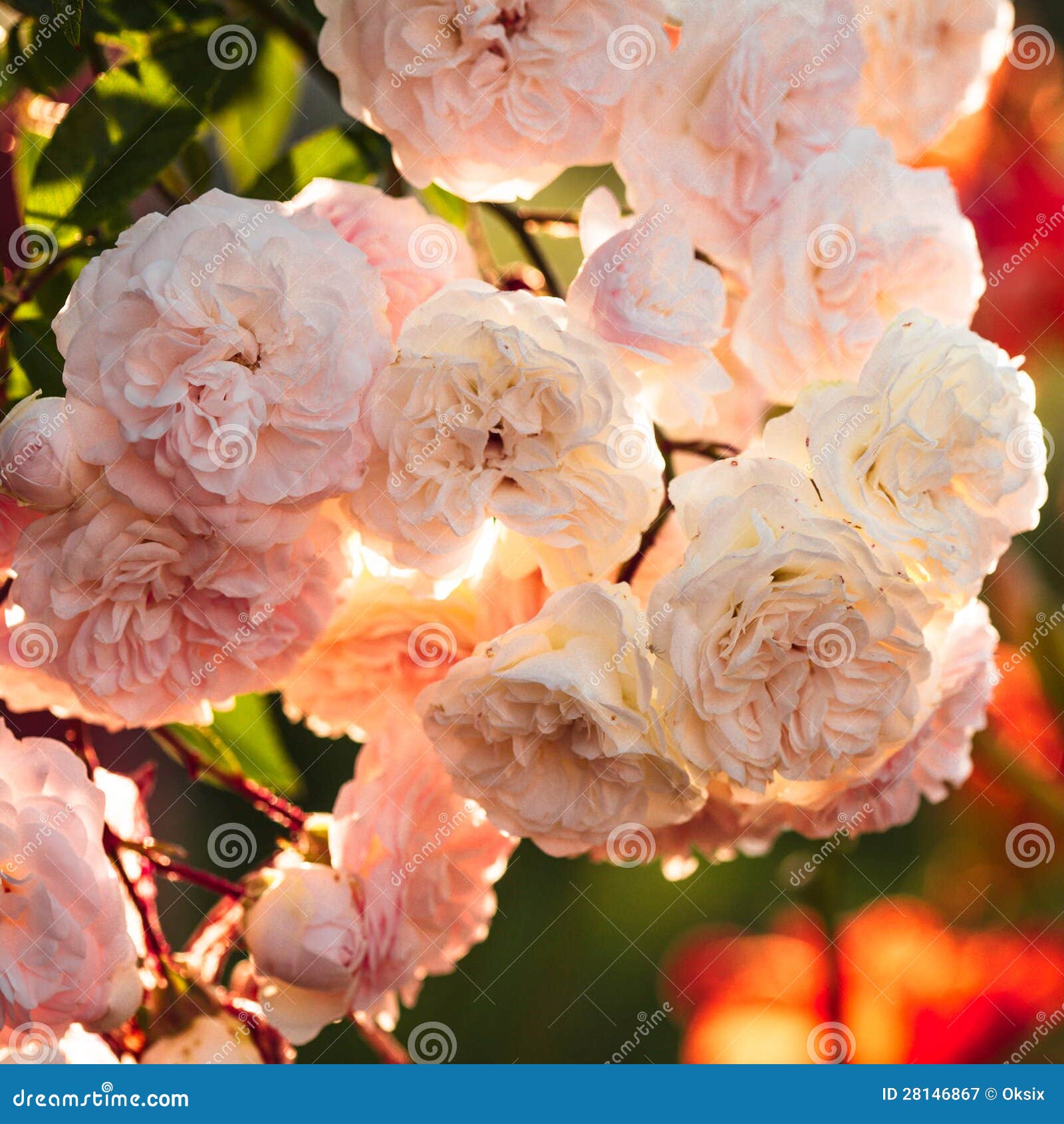 A bush of white roses stock image. Image of nature, blossom - 28146867