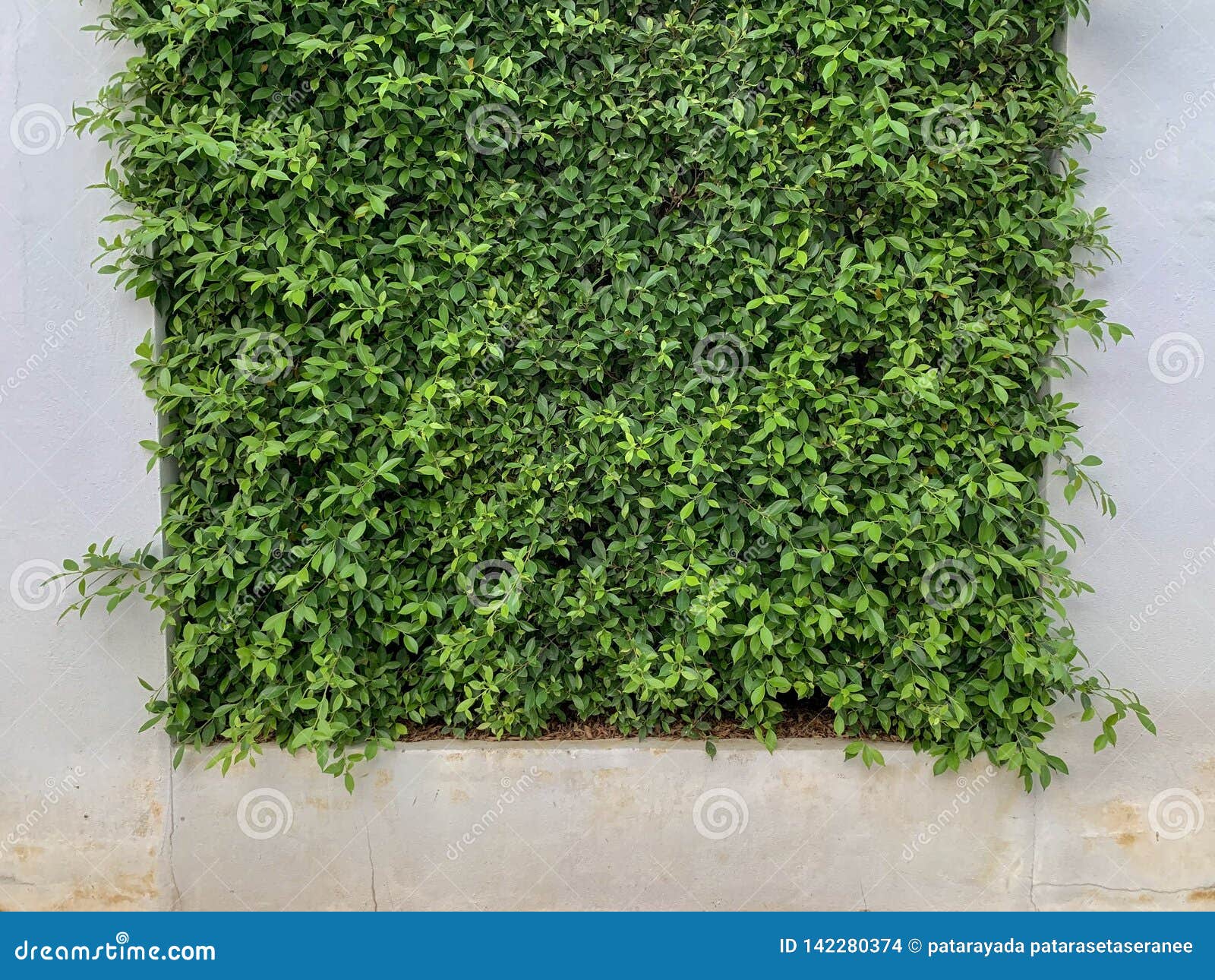 A bush stock photo. Image of bush, white, filled, wall - 142280374