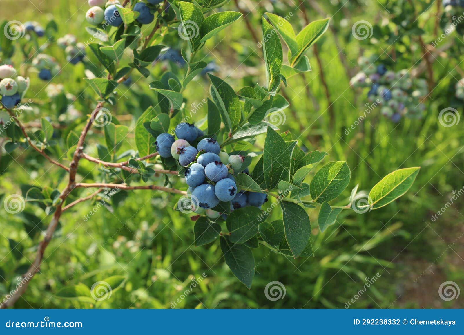 Bush of Wild Blueberry with Berries Growing Outdoors Stock Photo ...