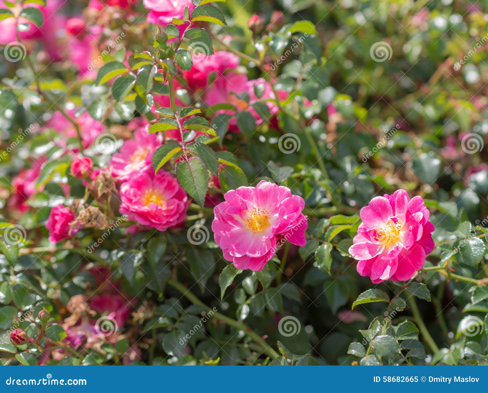 Bush of wild rose stock image. Image of pink, blossom - 58682665