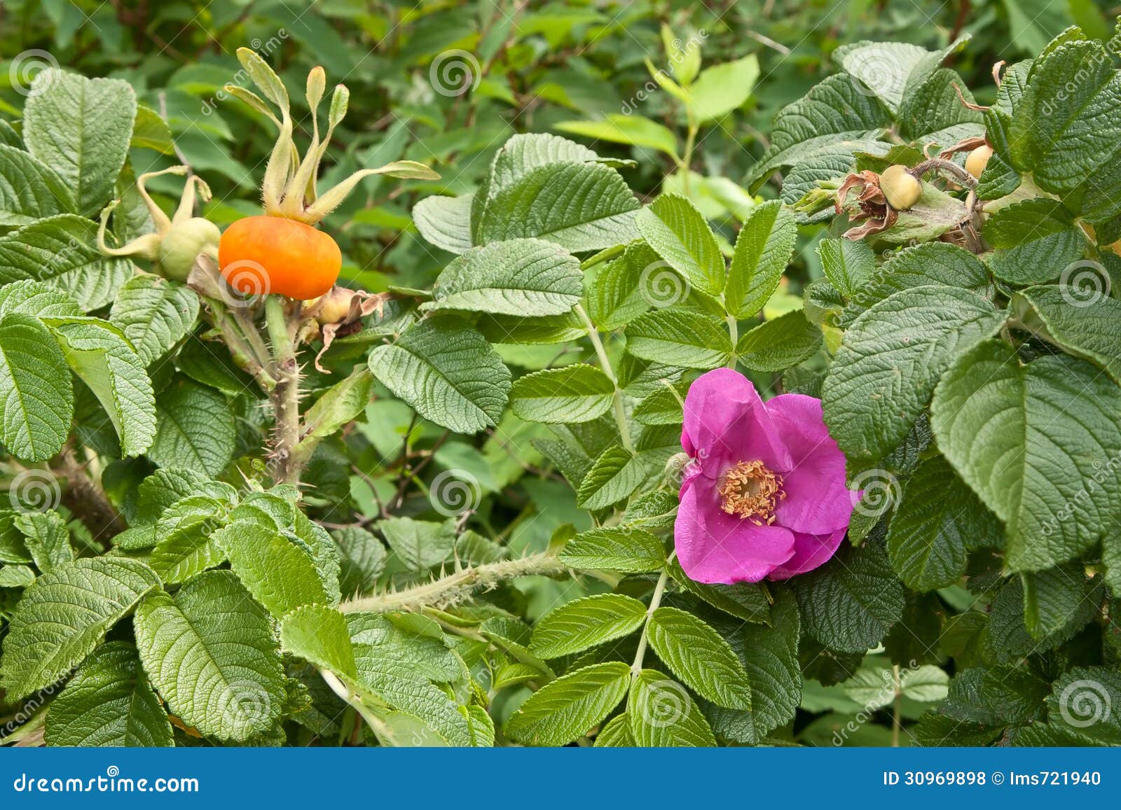 Bush of Wild Rose in the Forest Stock Photo - Image of fresh, freshness ...