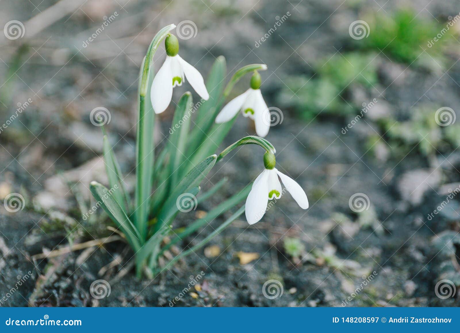 Bush is a Wild Snowdrop in the Forest Stock Image - Image of beauty ...