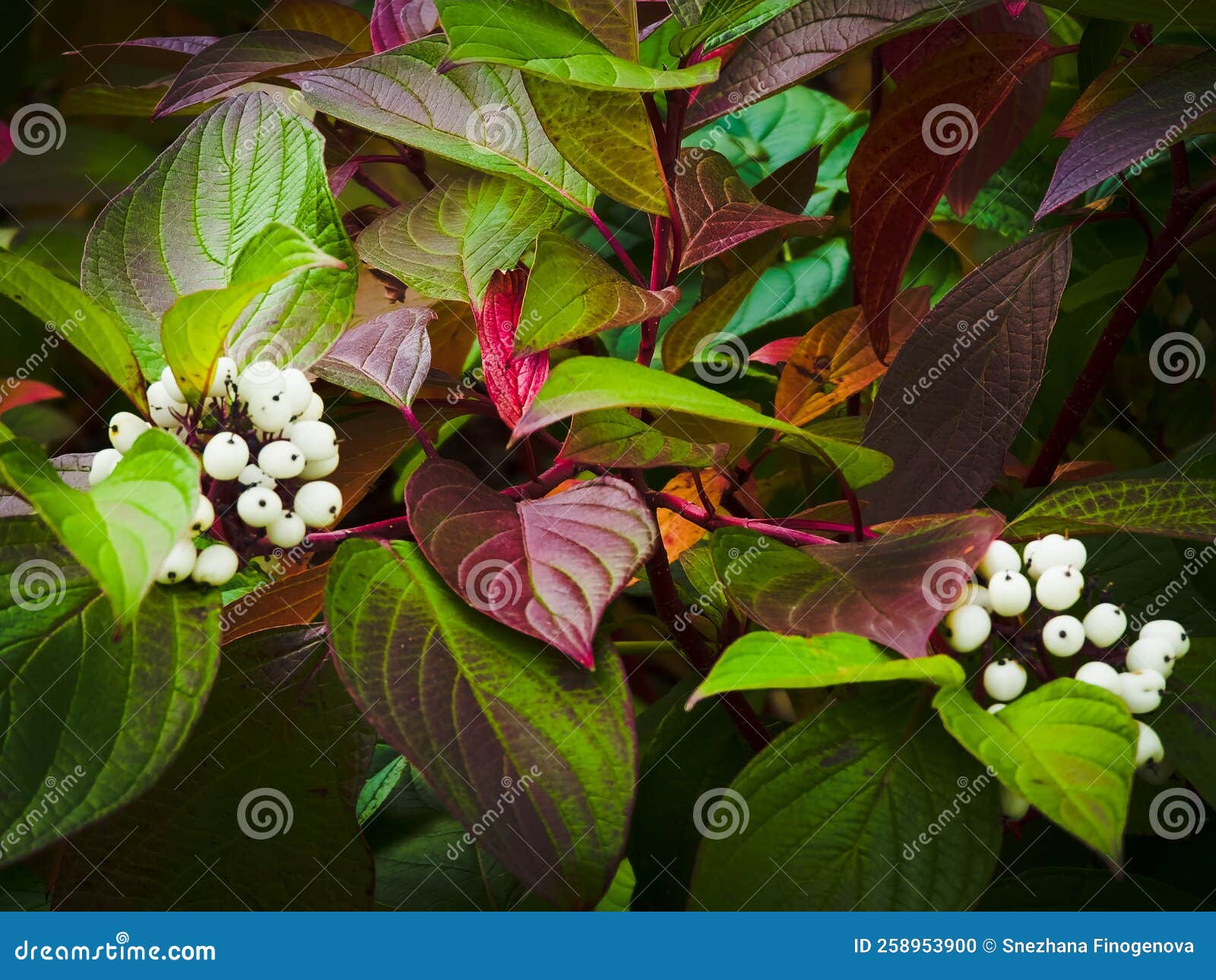 Bush of wild white berries stock photo. Image of green - 258953900