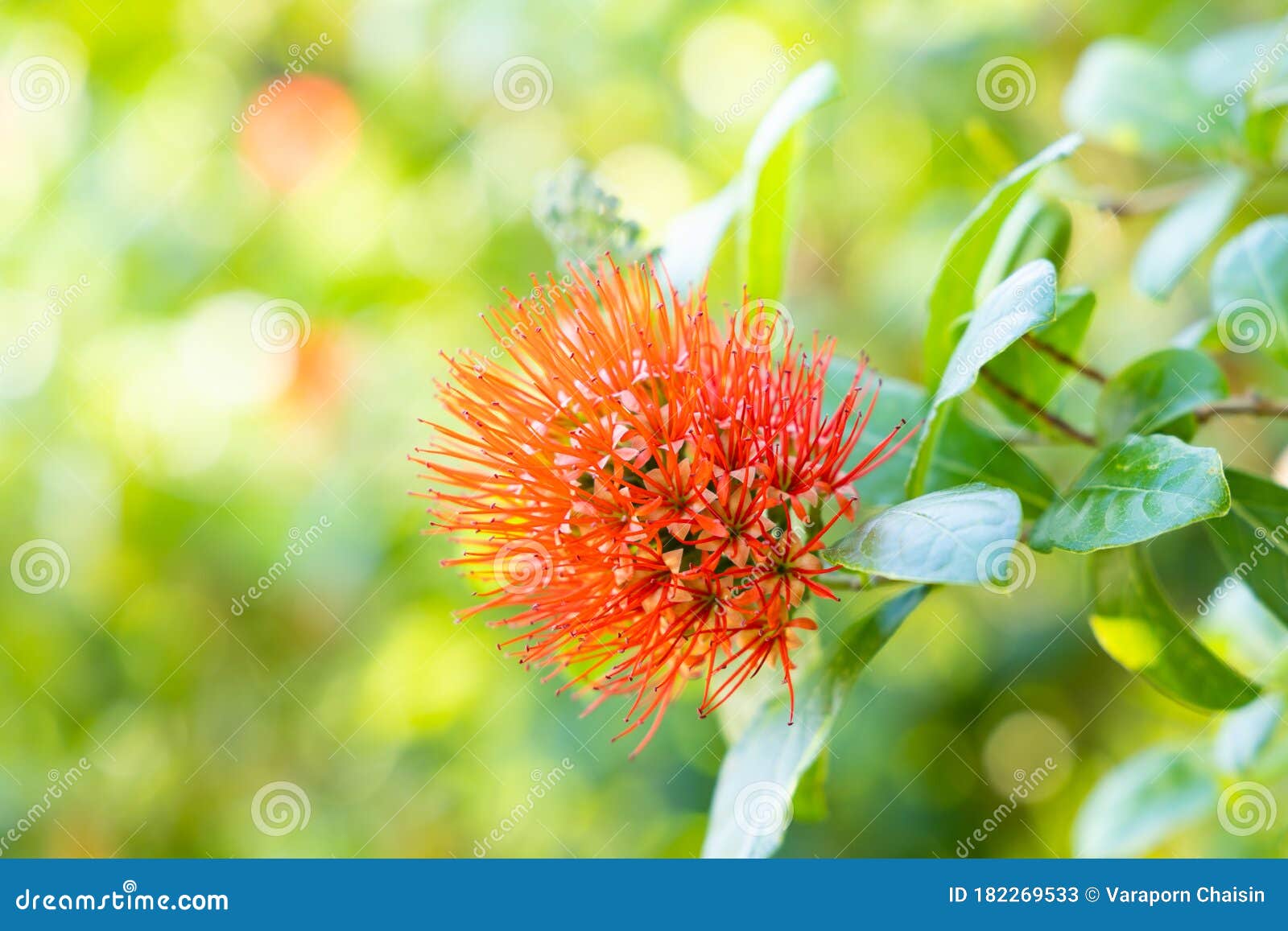 Bush Willow, Finger Lies on the Ground Stock Image - Image of burchell ...