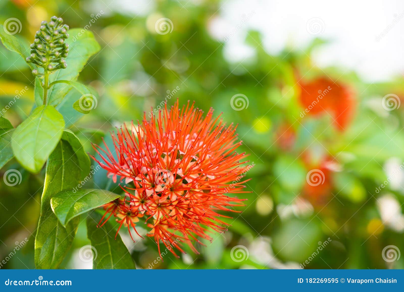 Bush Willow, Finger Lies on the Ground Stock Image - Image of closeup ...