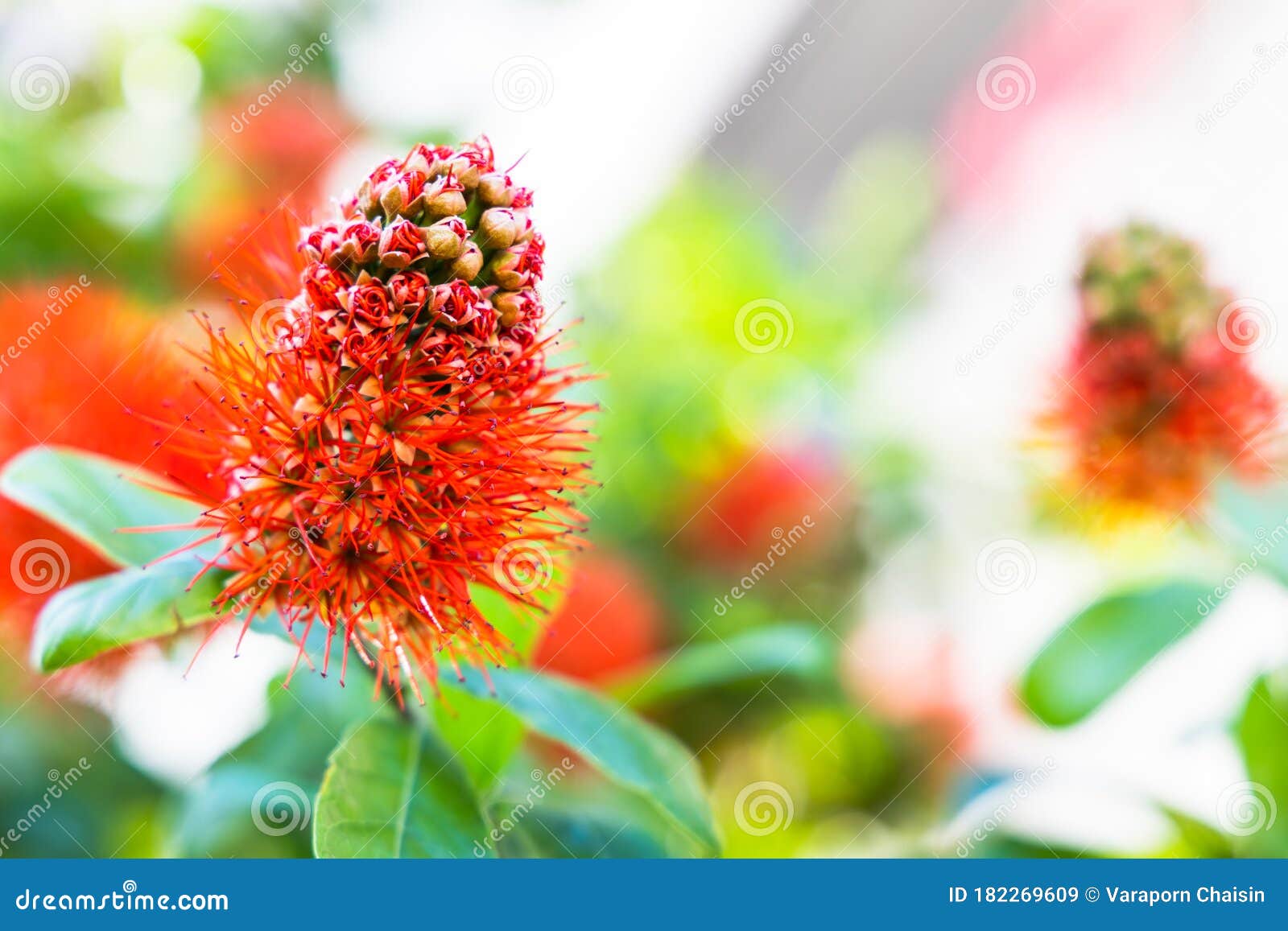 Bush Willow, Finger Lies on the Ground Stock Image - Image of leaves ...