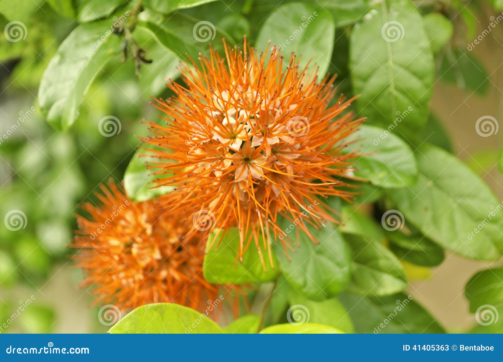 Bush willow flower stock image. Image of erythrophyllum - 41405363