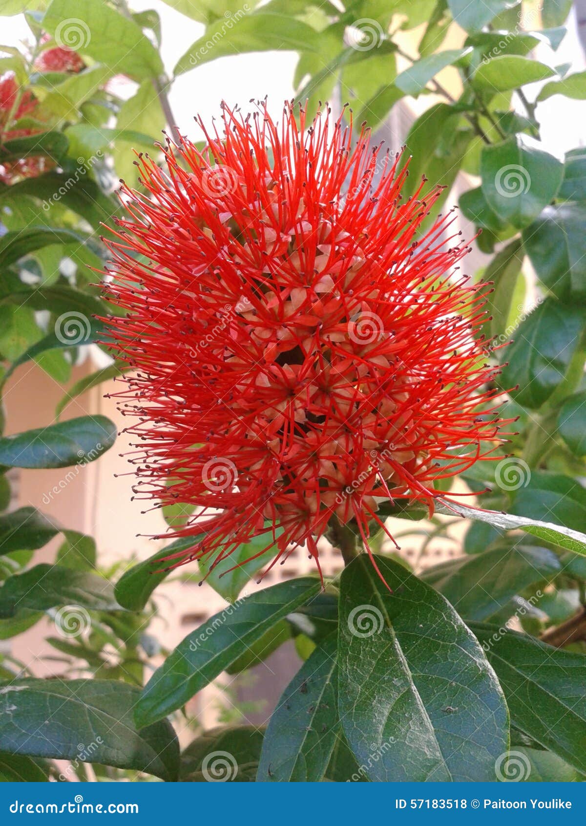 Bush willow stock photo. Image of flower, combretaceae - 57183518