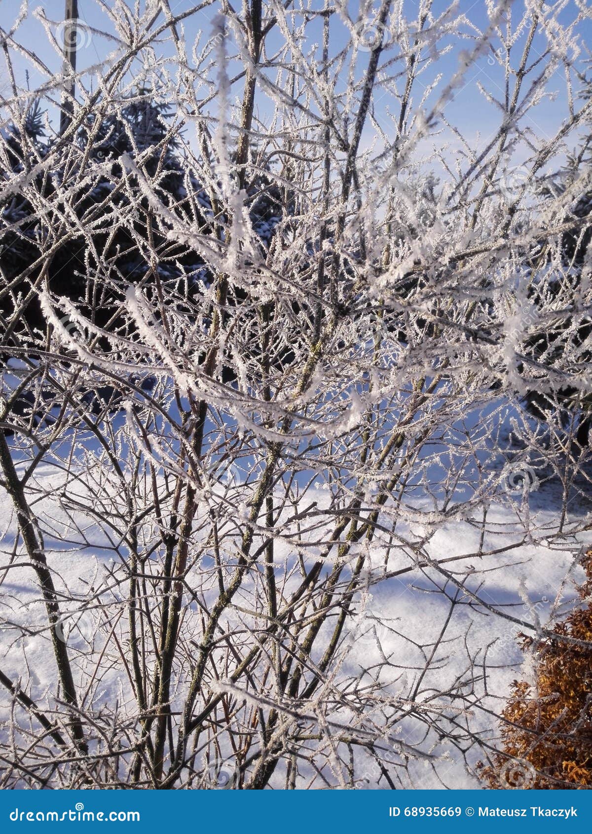 Bush in winter stock image. Image of nice, covered, wood - 68935669