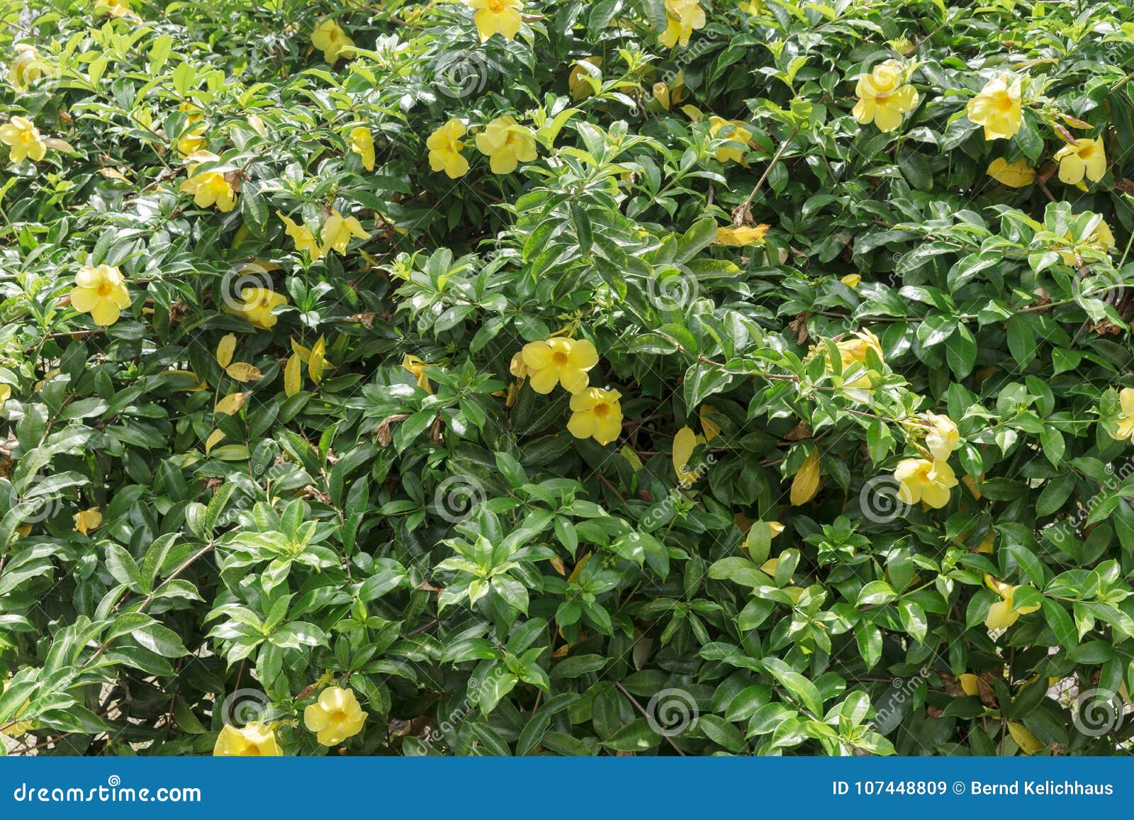 Bush of Yellow Allamanda Flowers Stock Image - Image of leaf, closeup ...