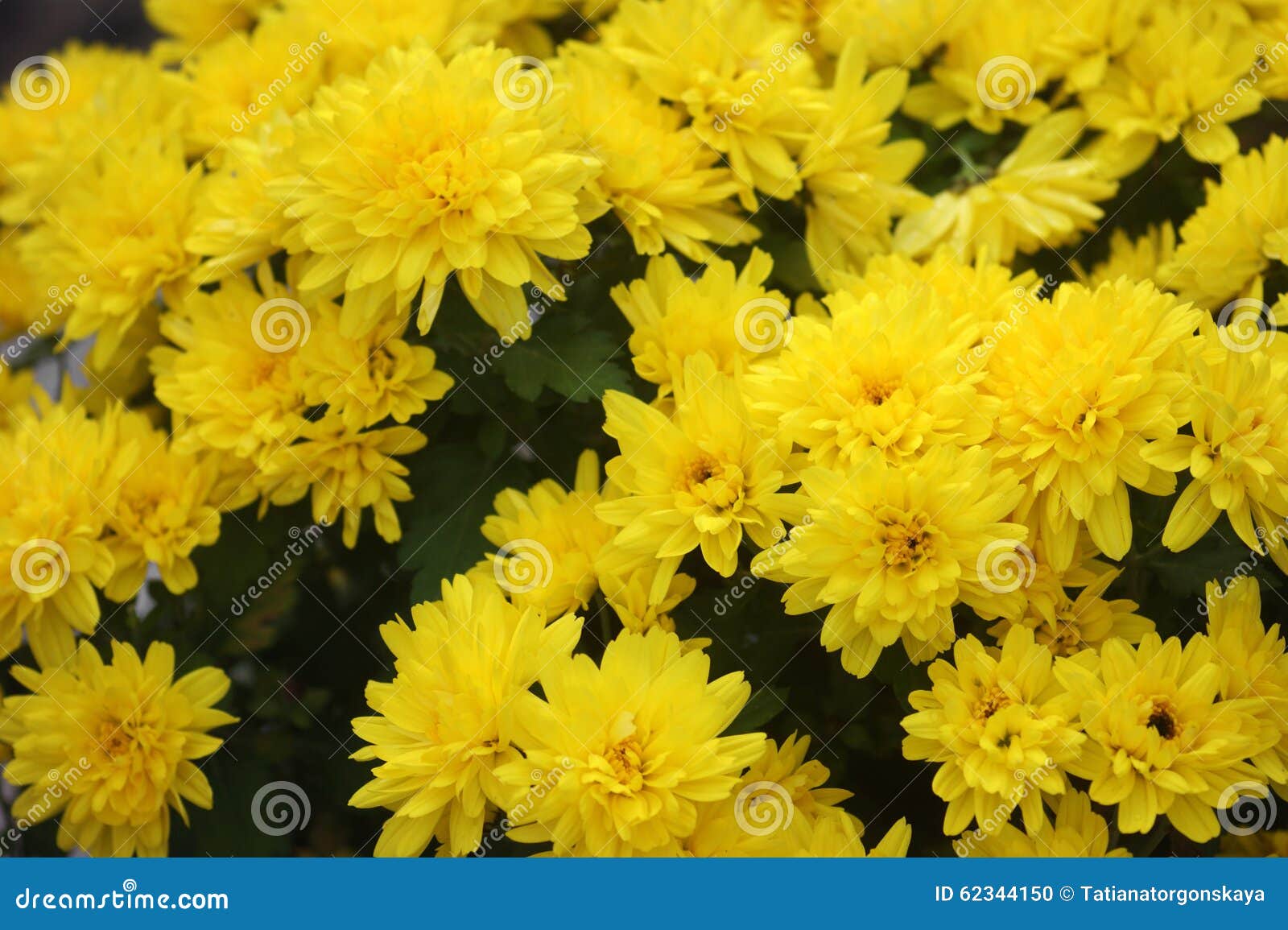 A Bush of Yellow Chrysanthemums Stock Photo - Image of bloomy ...