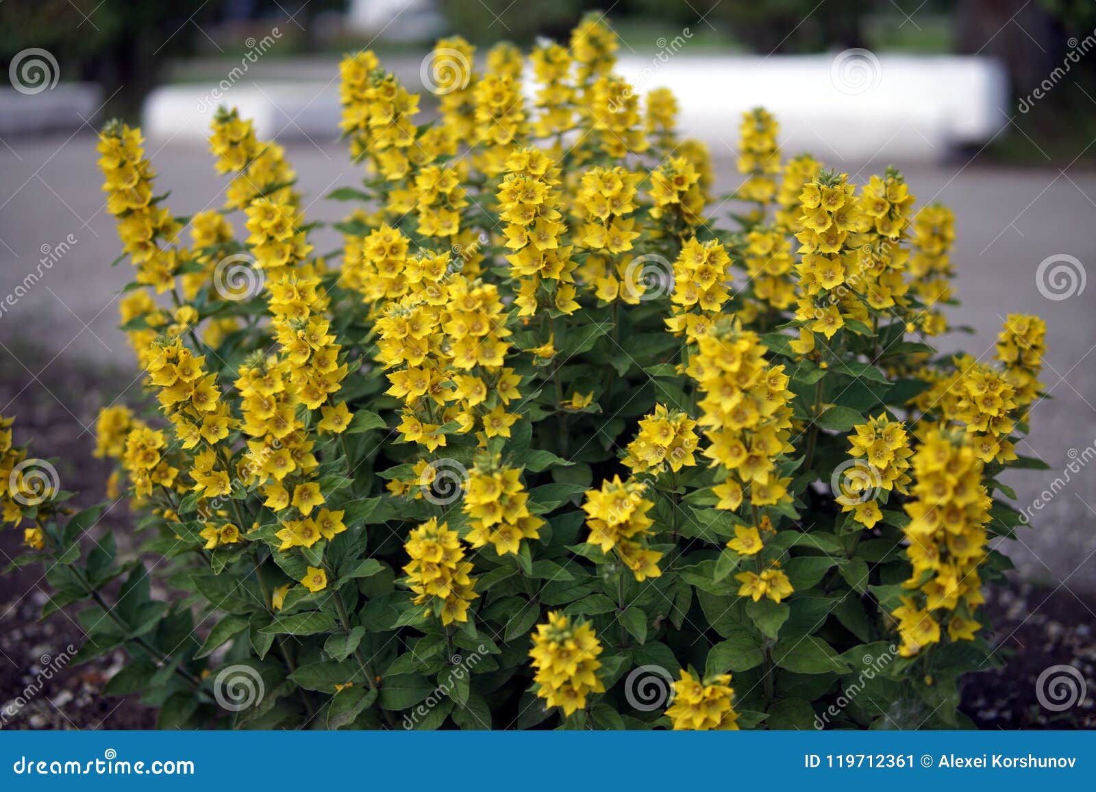 Bush with Yellow Flowers Closeup Stock Image - Image of beautiful ...