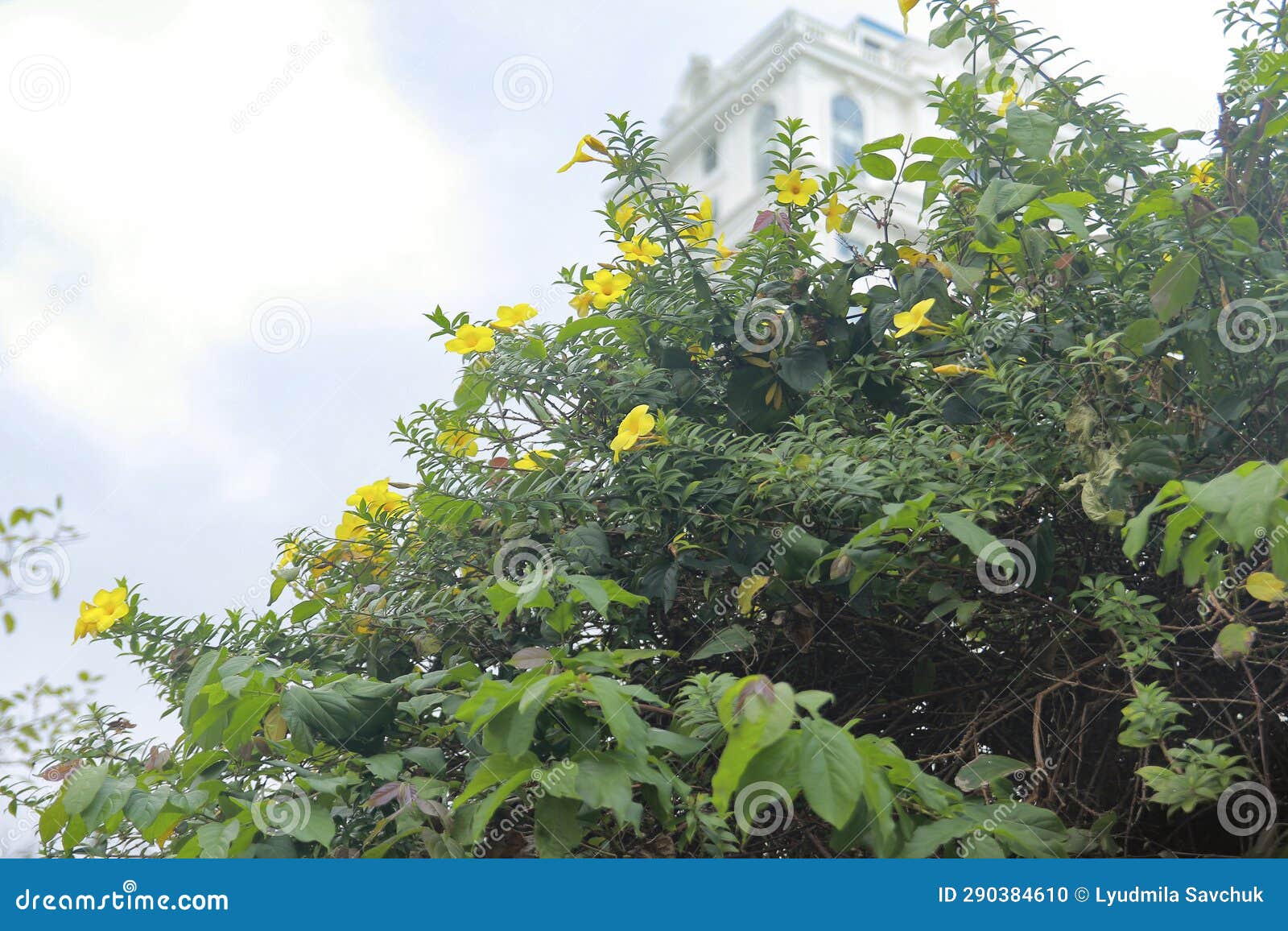 A Bush with Yellow Flowers Grows in the Park Stock Photo - Image of ...