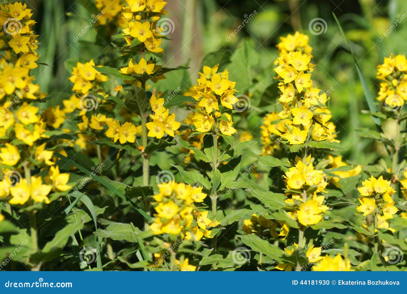 Bush with yellow flowers stock photo. Image of foliage - 44181930
