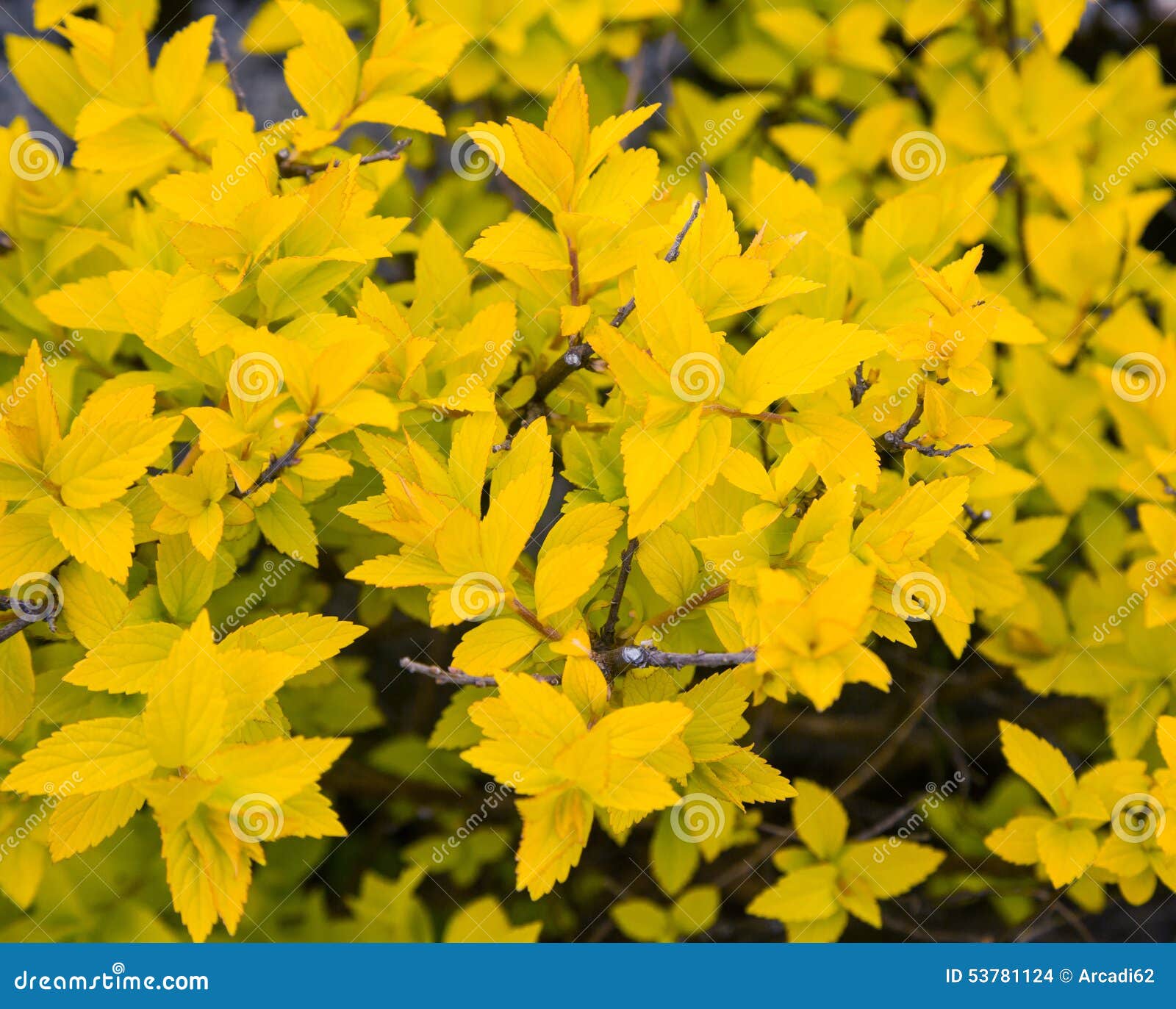 Bush with yellow leaves stock photo. Image of nature - 53781124