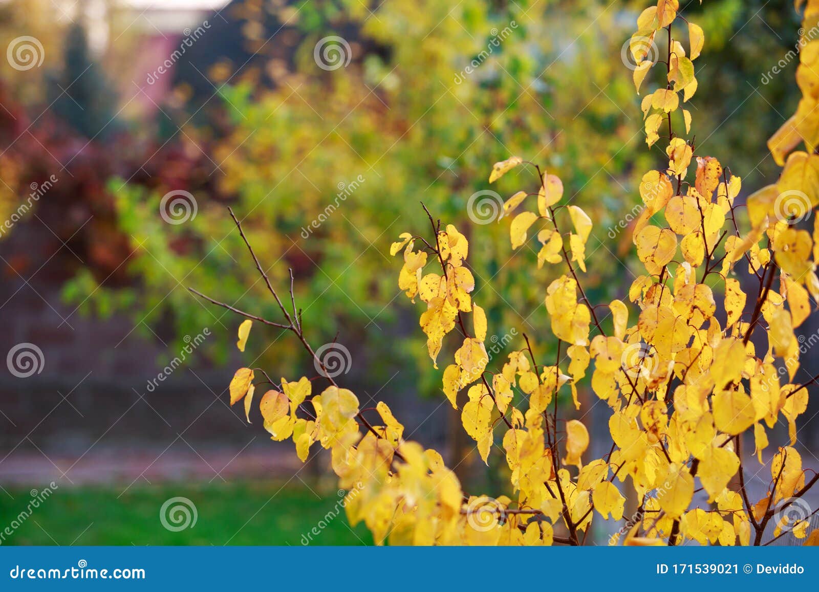 Bush with yellow leaves stock image. Image of leaf, yellow - 171539021