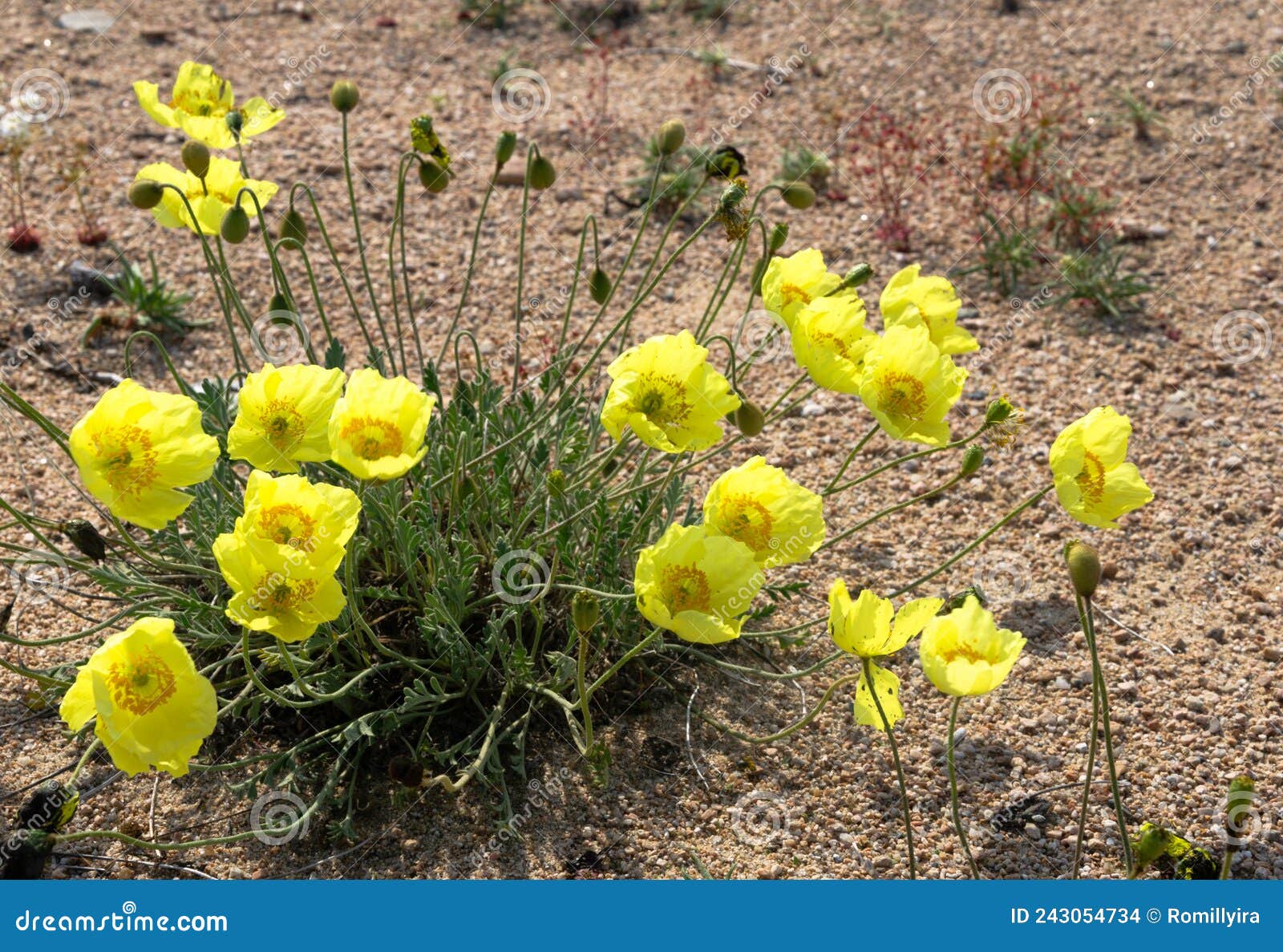 Yellow Poppies in the Wild, Growing in the Sand. Stock Photo - Image of ...