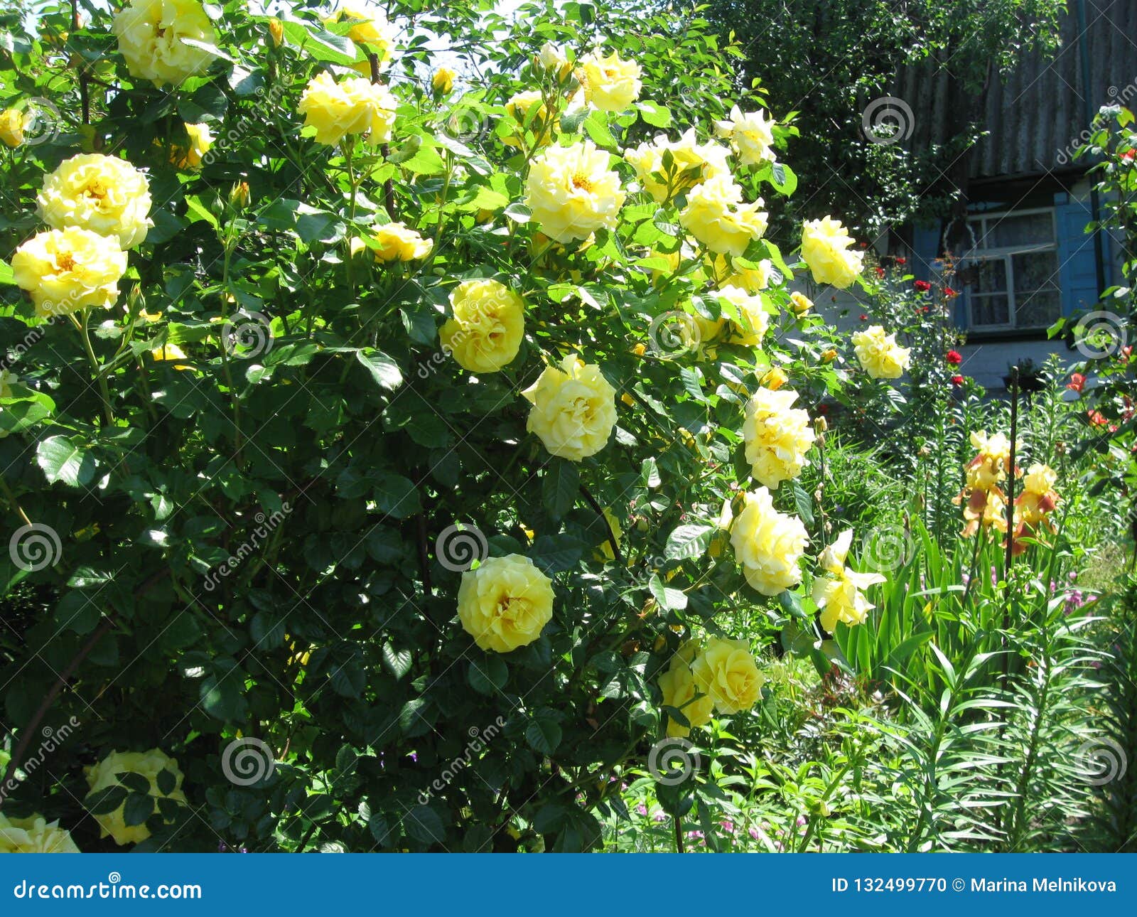 Yellow roses stock photo. Image of garden, roses, flowers - 132499770