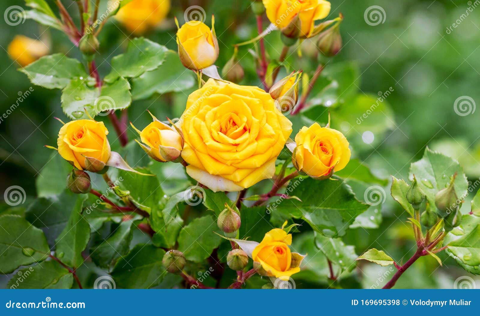 Bush of Yellow Roses. Spring and Summer Flowers_ Stock Photo - Image of ...