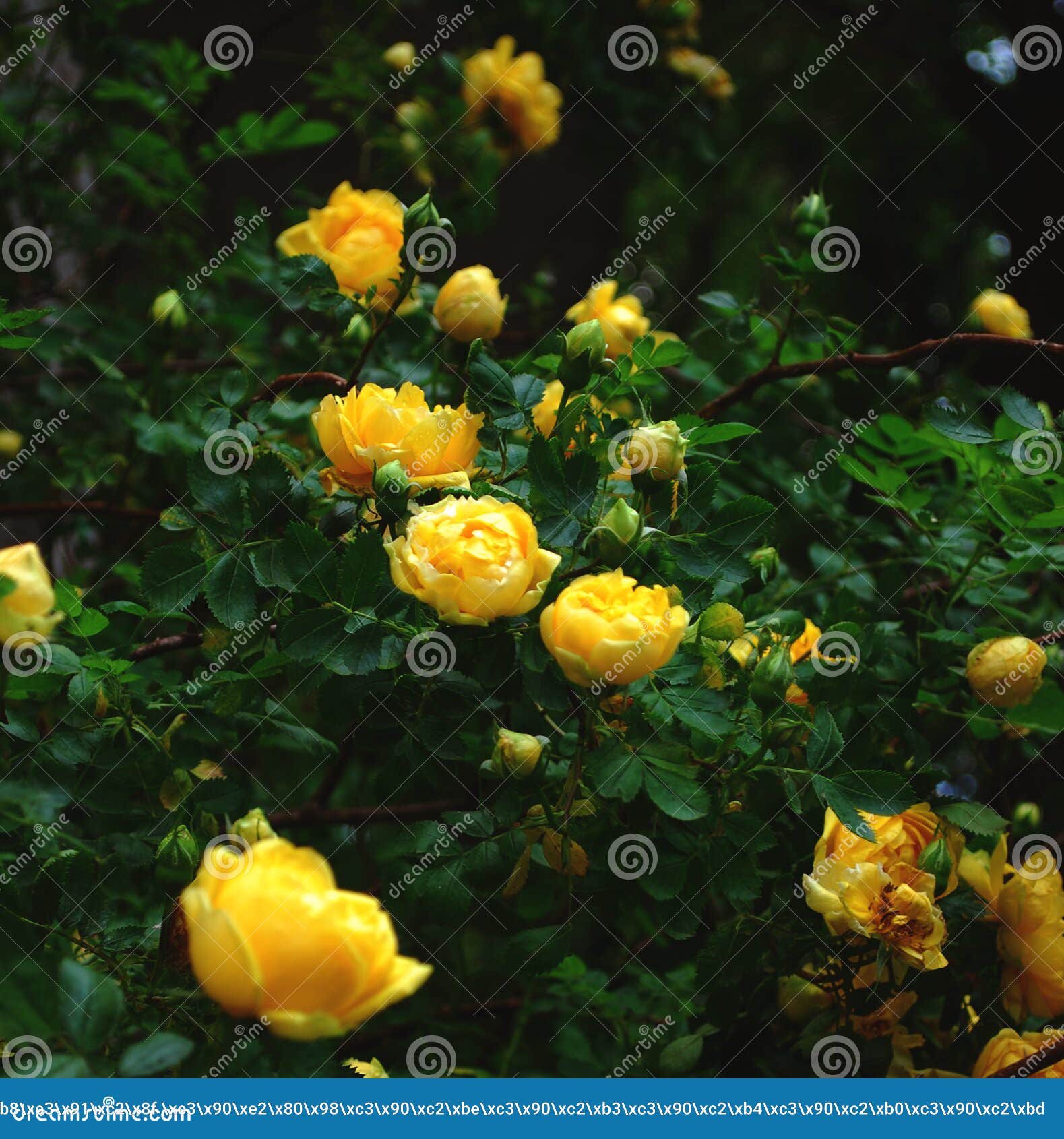 Bush of Yellow Tea Roses Close-up Stock Photo - Image of gardening ...