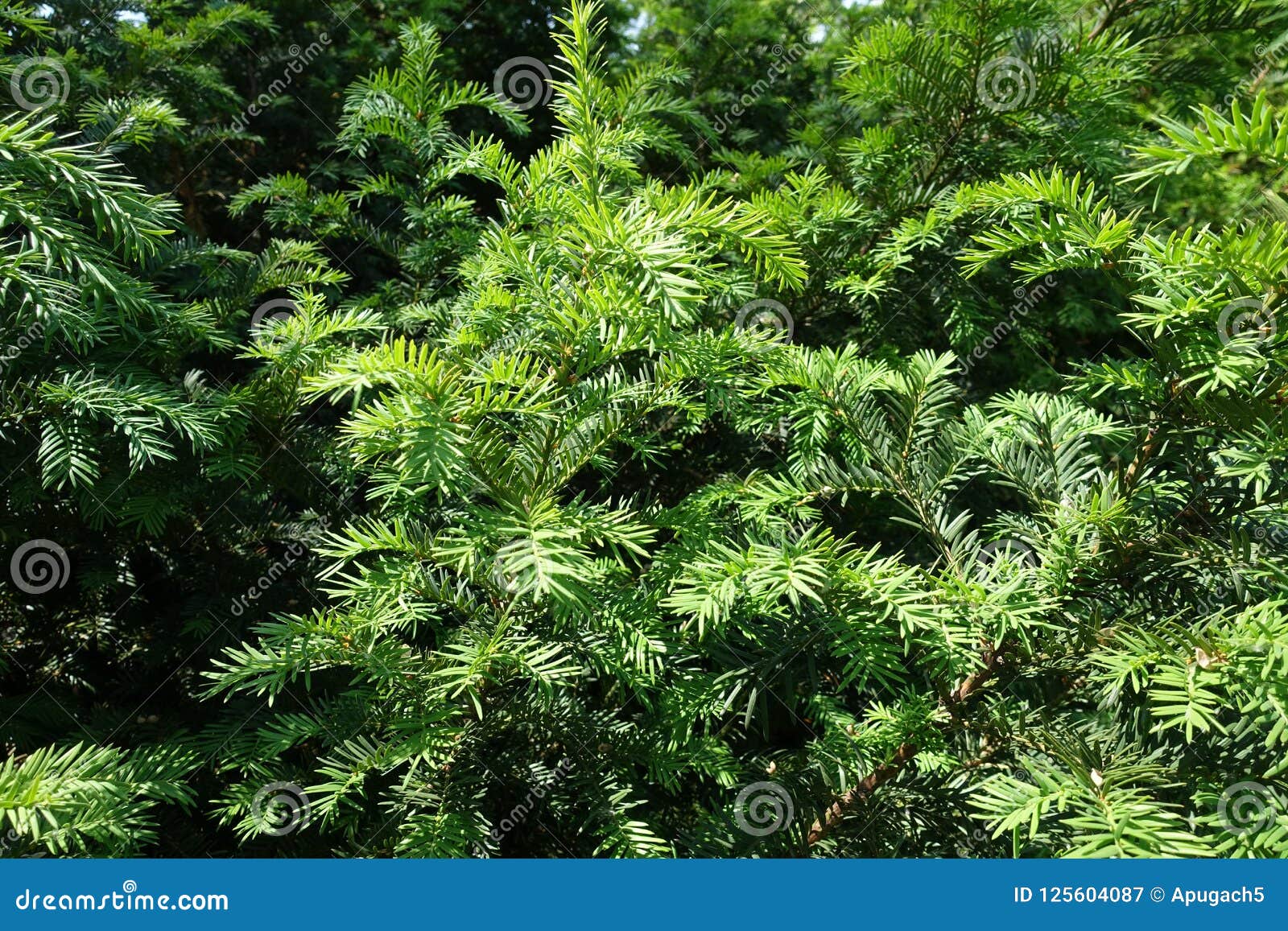 Bush of Yew with Spring Foliage Stock Image - Image of emerald, growth ...