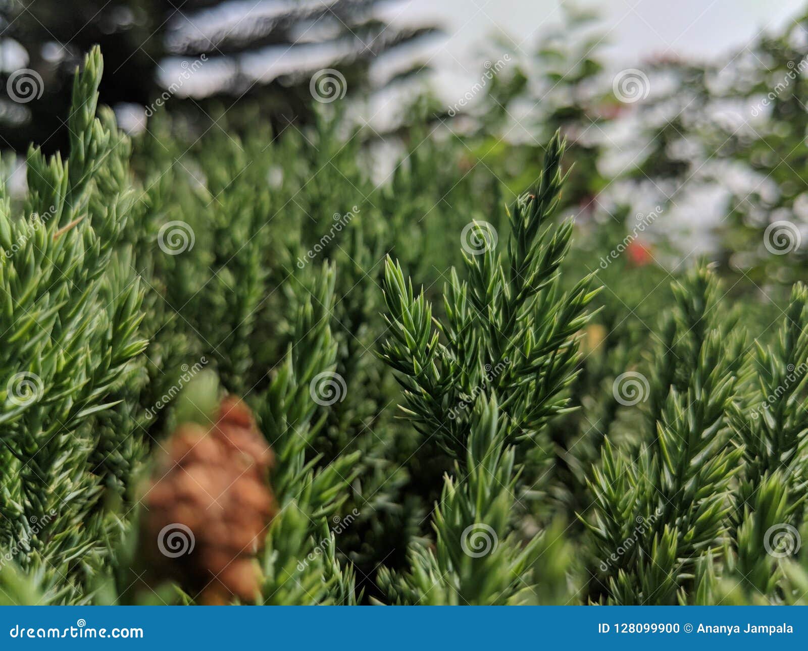 Bush stock photo. Image of zoomed, wallpaper, bush - 128099900