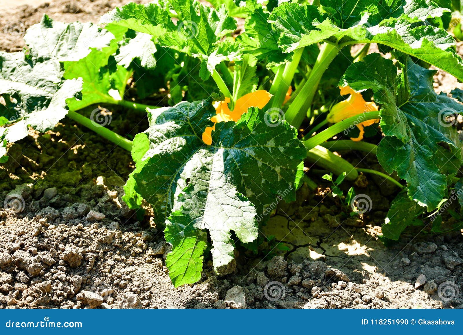 Bush Zucchini plant stock photo. Image of harvest, growing - 118251990