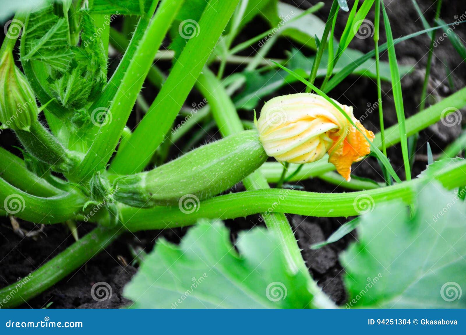 Bush Zucchini plant stock photo. Image of culinary, health - 94251304