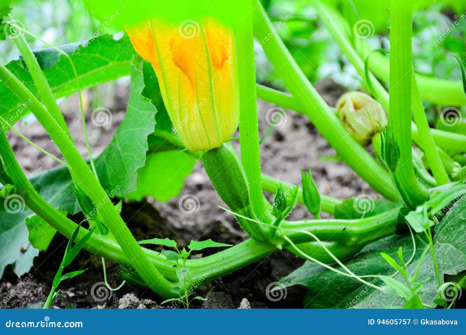 Bush Zucchini plant stock image. Image of food, harvest - 94605757