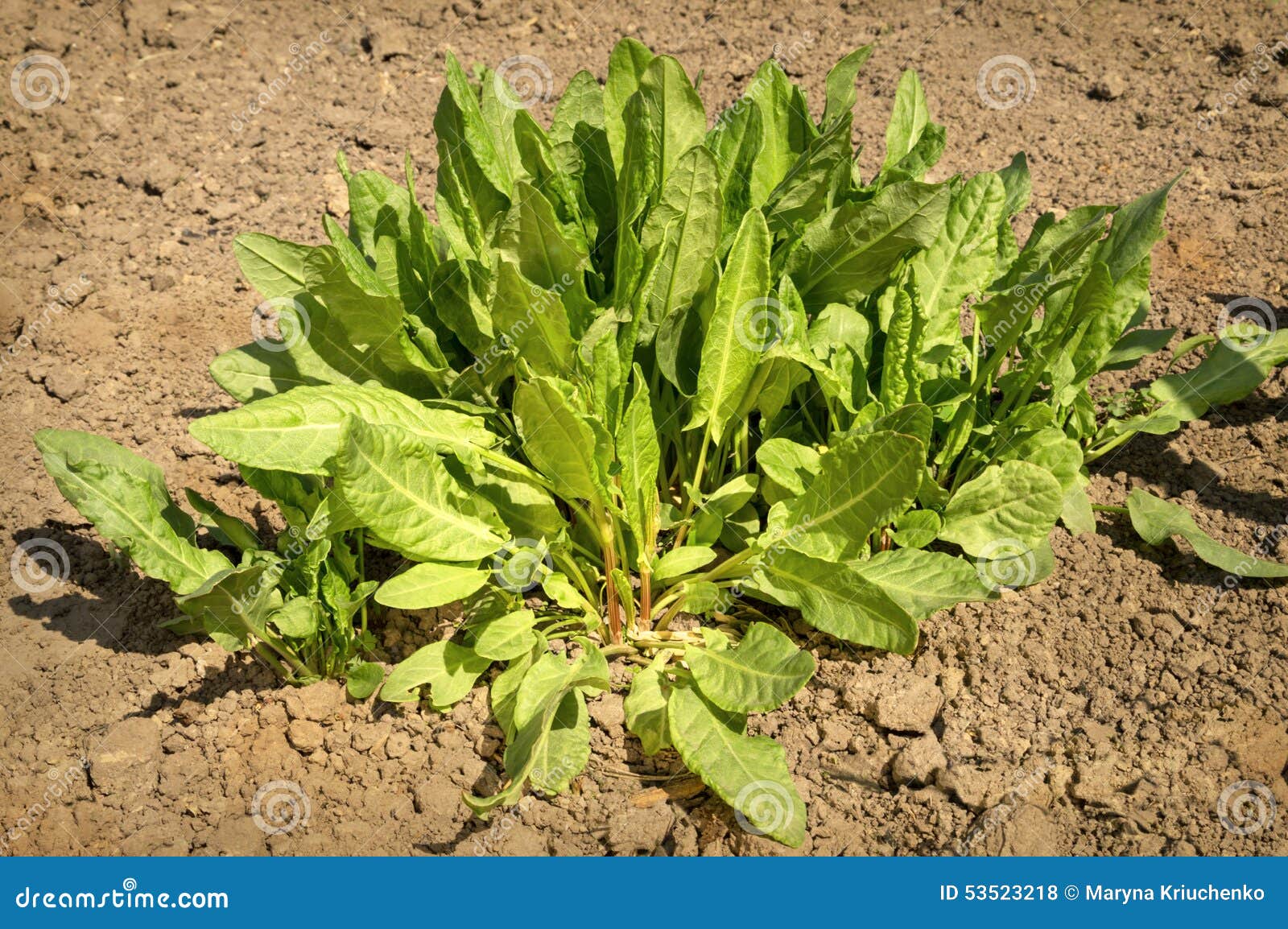 Bush-zuring Op Losgemaakte Grond Stock Foto - Image of groen, openlucht ...