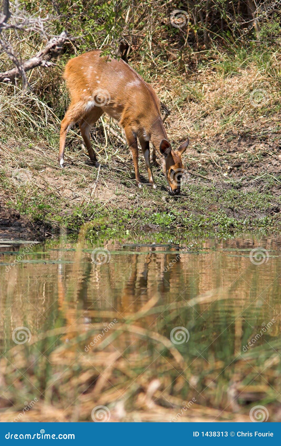 Bushbuck stock image. Image of parks, ears, buck, mammal - 1438313