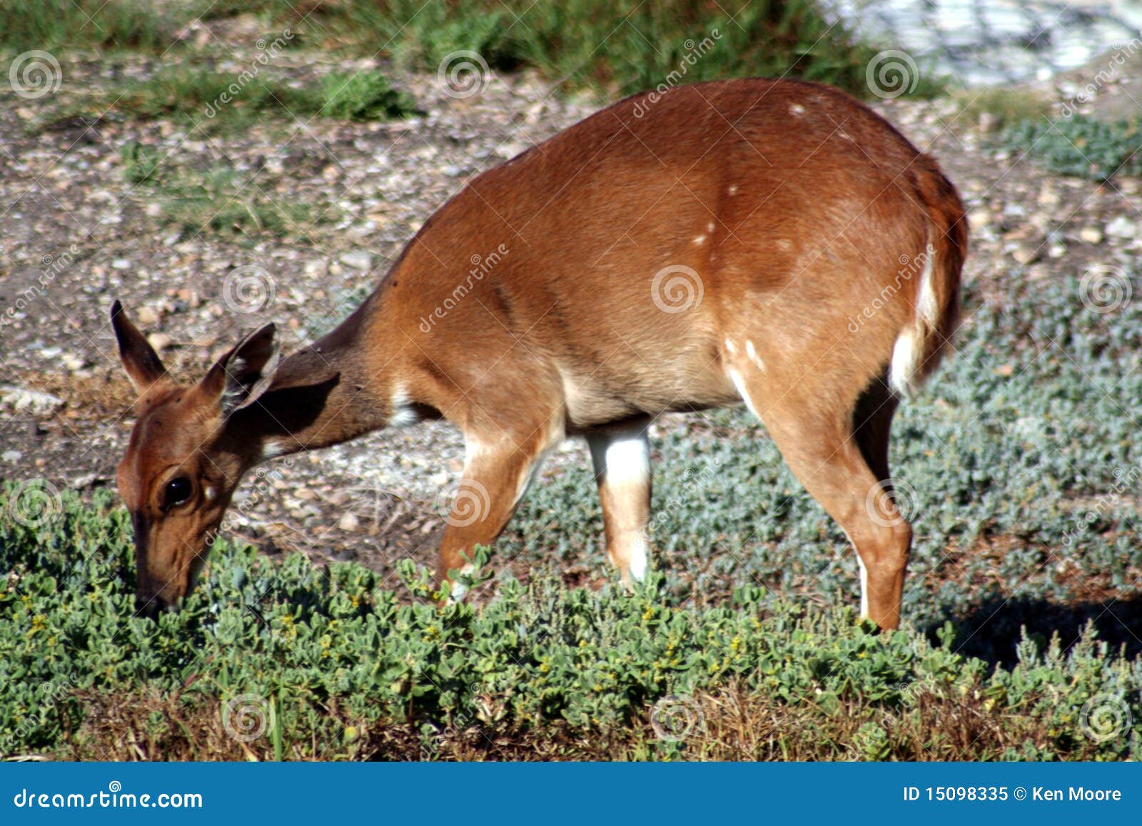 Bushbuck stock image. Image of tragelaphus, bush, africa - 15098335