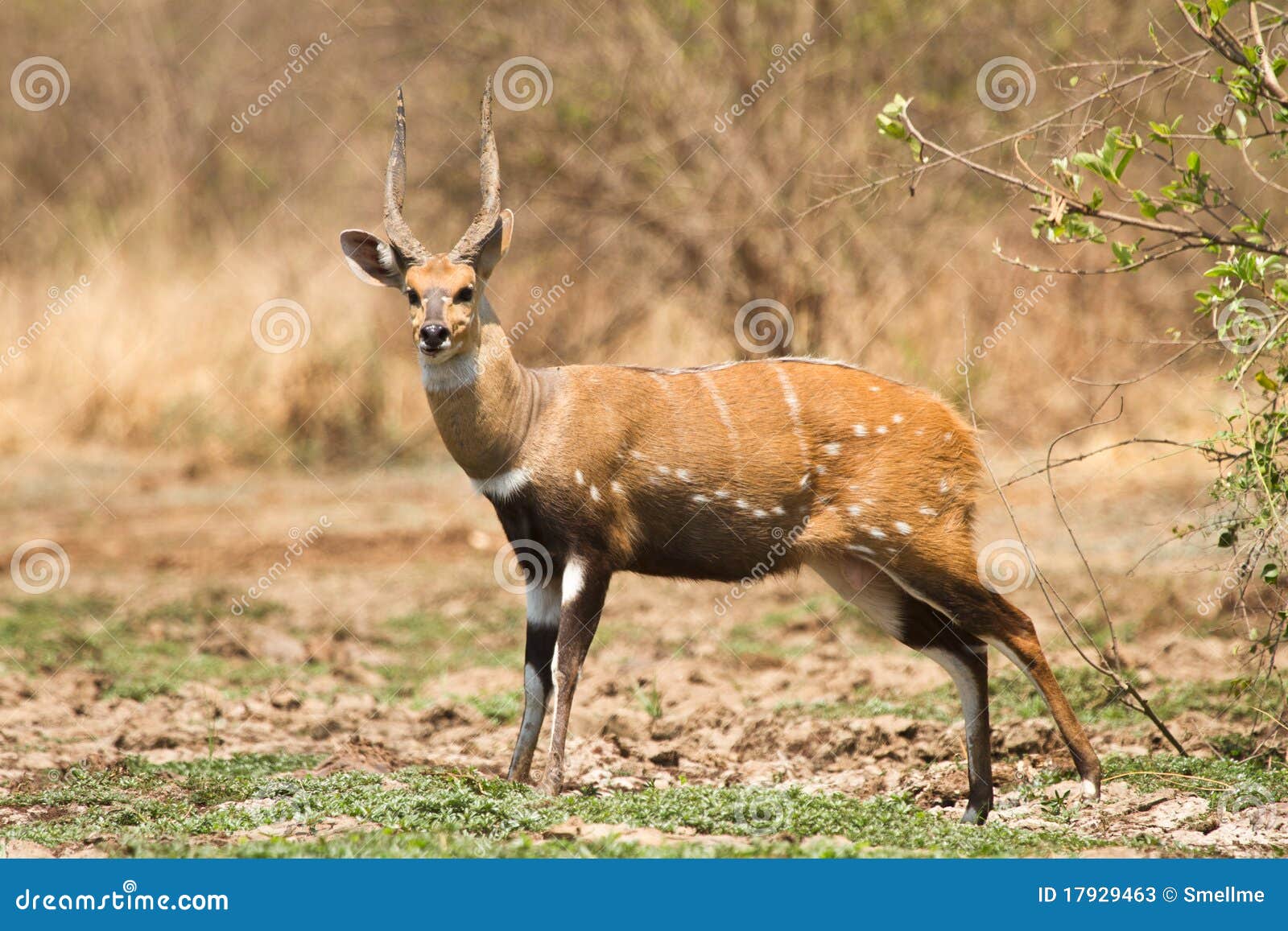 Bushbuck stock image. Image of mammals, grass, flaura - 17929463