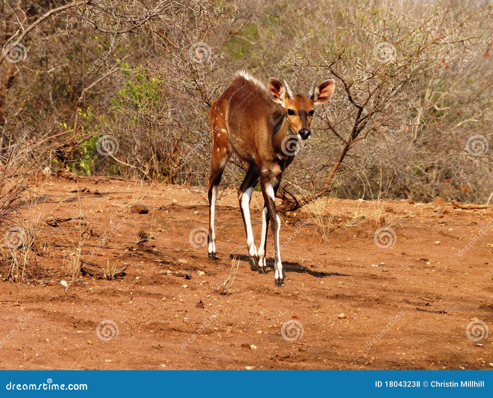 Bushbuck stock photo. Image of bushbuck, young, approaching - 18043238