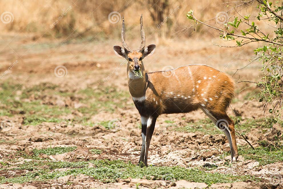 Bushbuck stock image. Image of mammal, luangwa, eating - 18389811