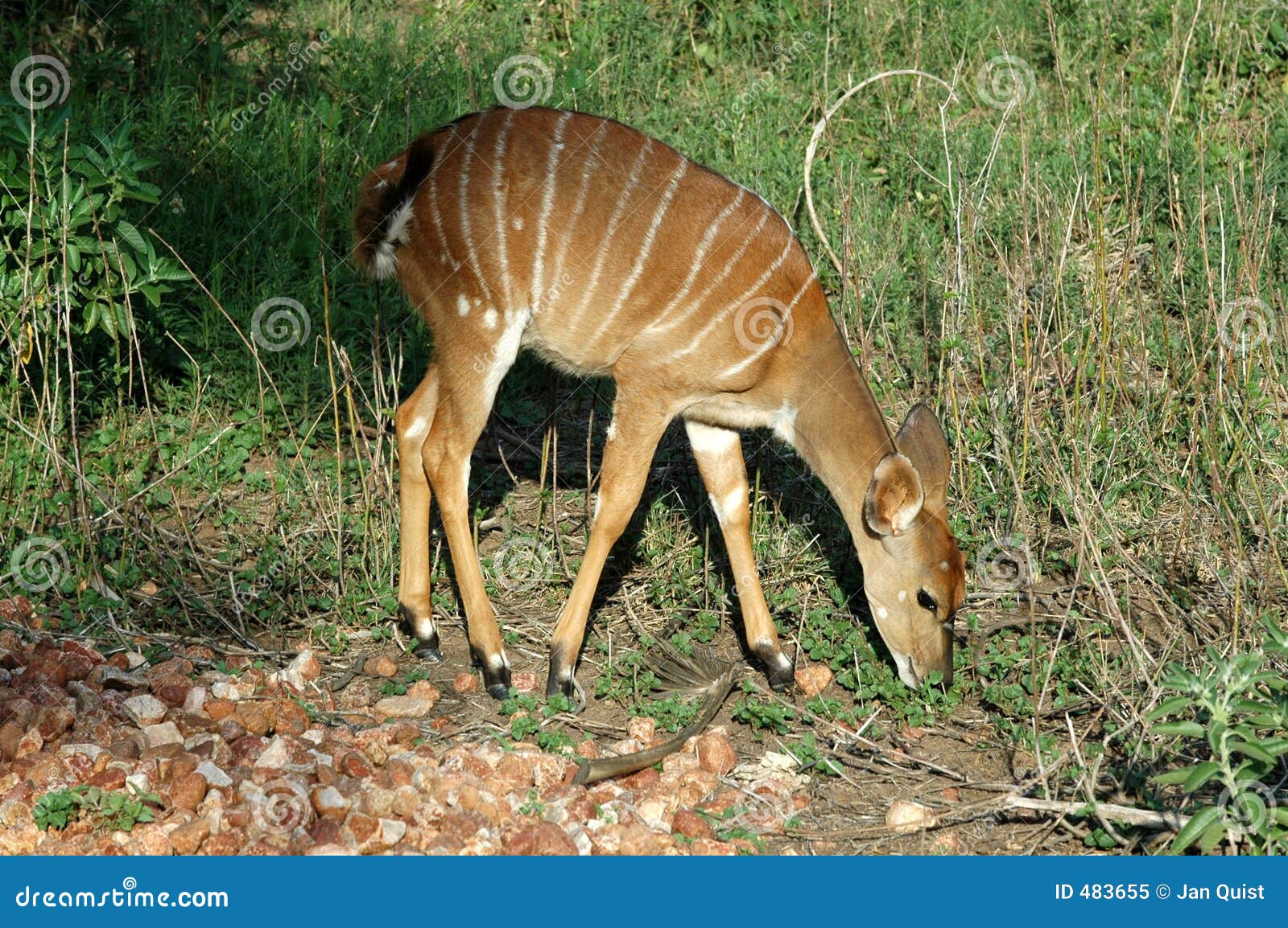 Bushbuck stock image. Image of tragelaphus, wild, eating - 483655