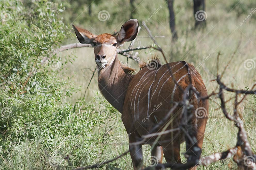 Bushbuck stock photo. Image of game, african, herbivore - 7644650