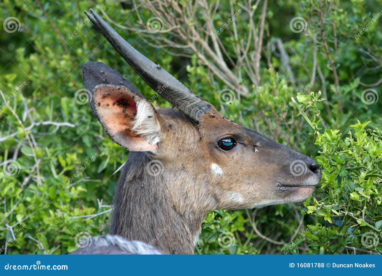 Bushbuck Antelope stock photo. Image of flies, wildlife - 16081788