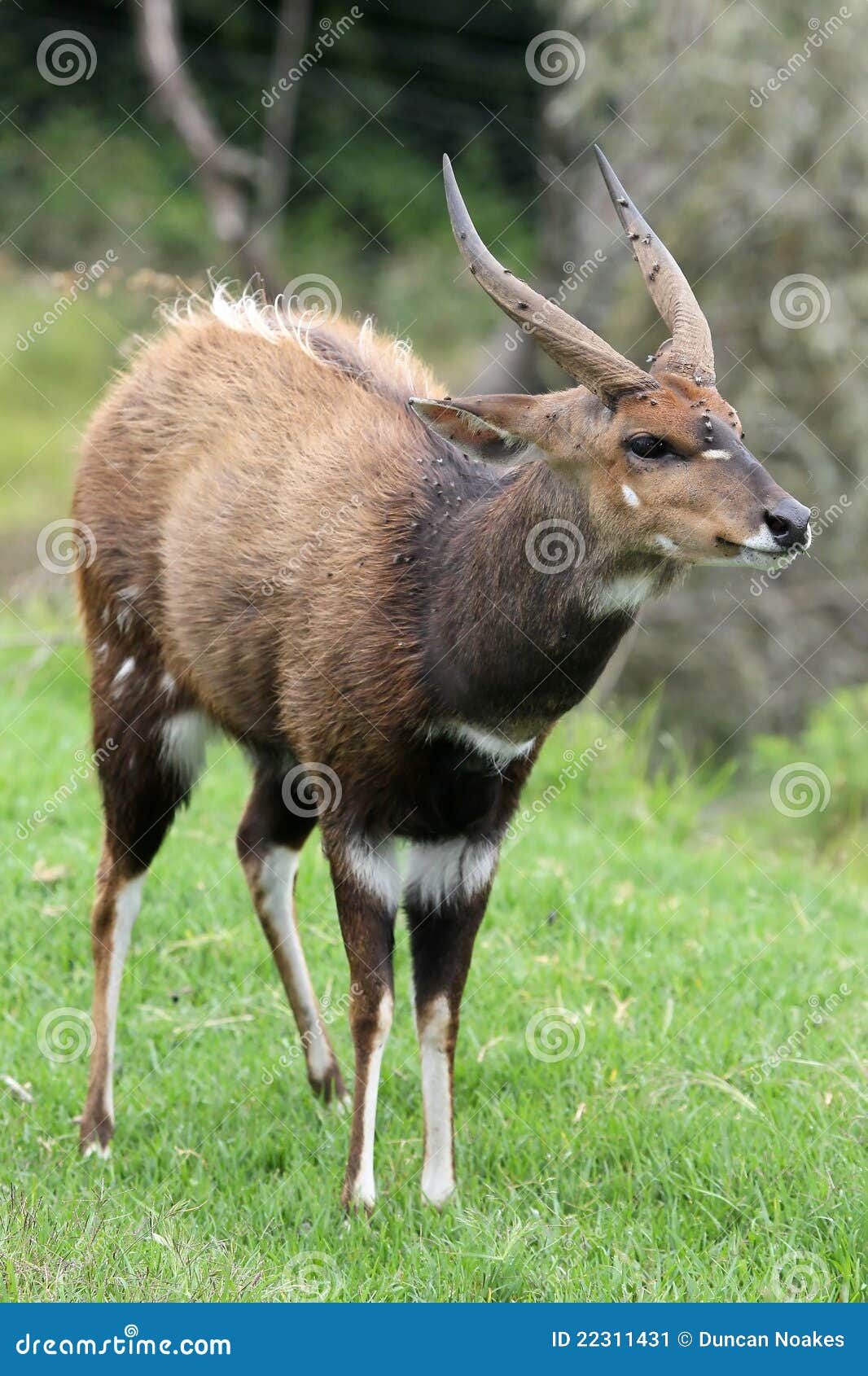 Bushbuck Antelope stock image. Image of eyes, buck, bushbuck - 22311431
