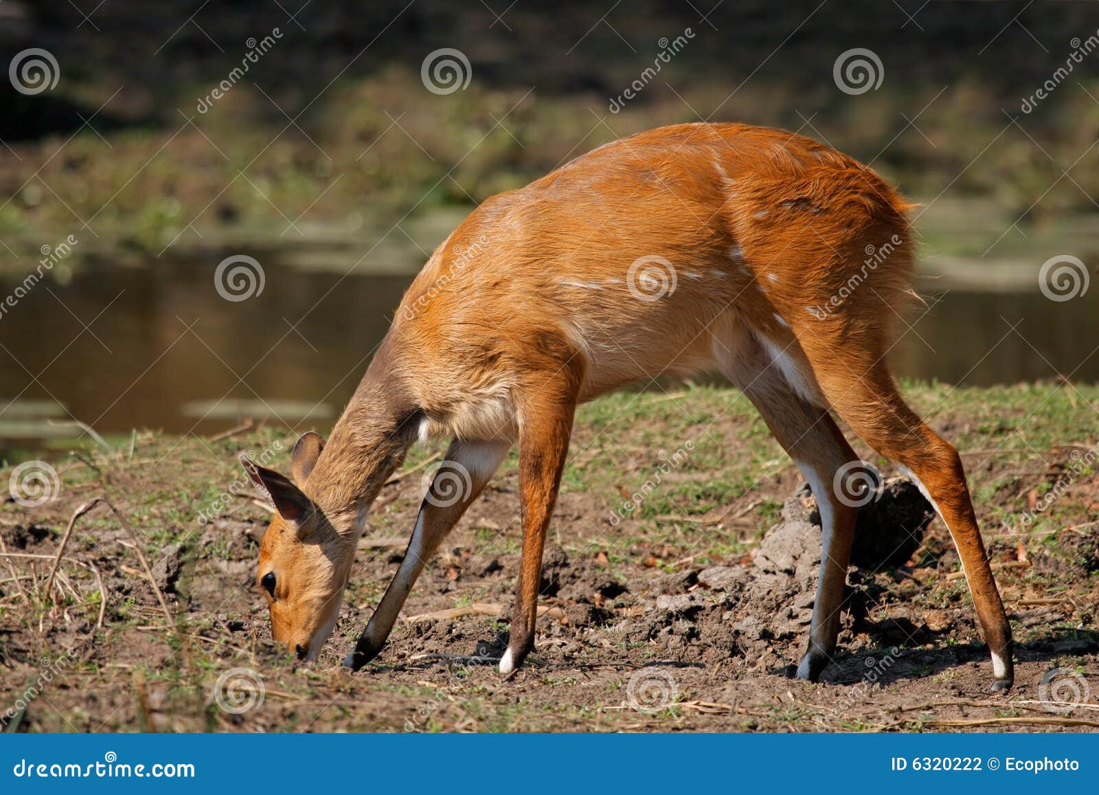 Bushbuck antelope stock photo. Image of antelope, park - 6320222