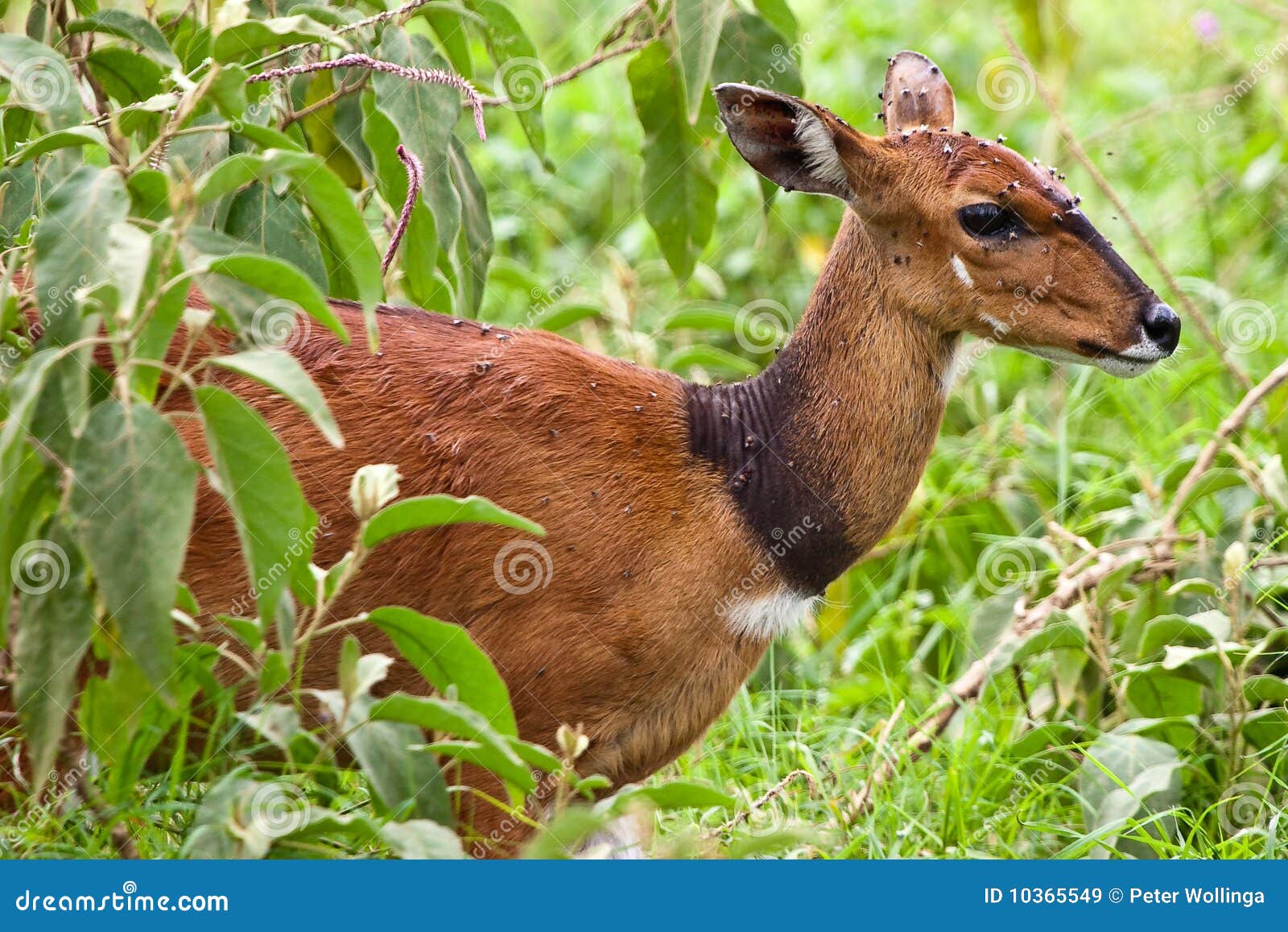 Bushbuck Antelope with Fly Around His Head Stock Image - Image of ...