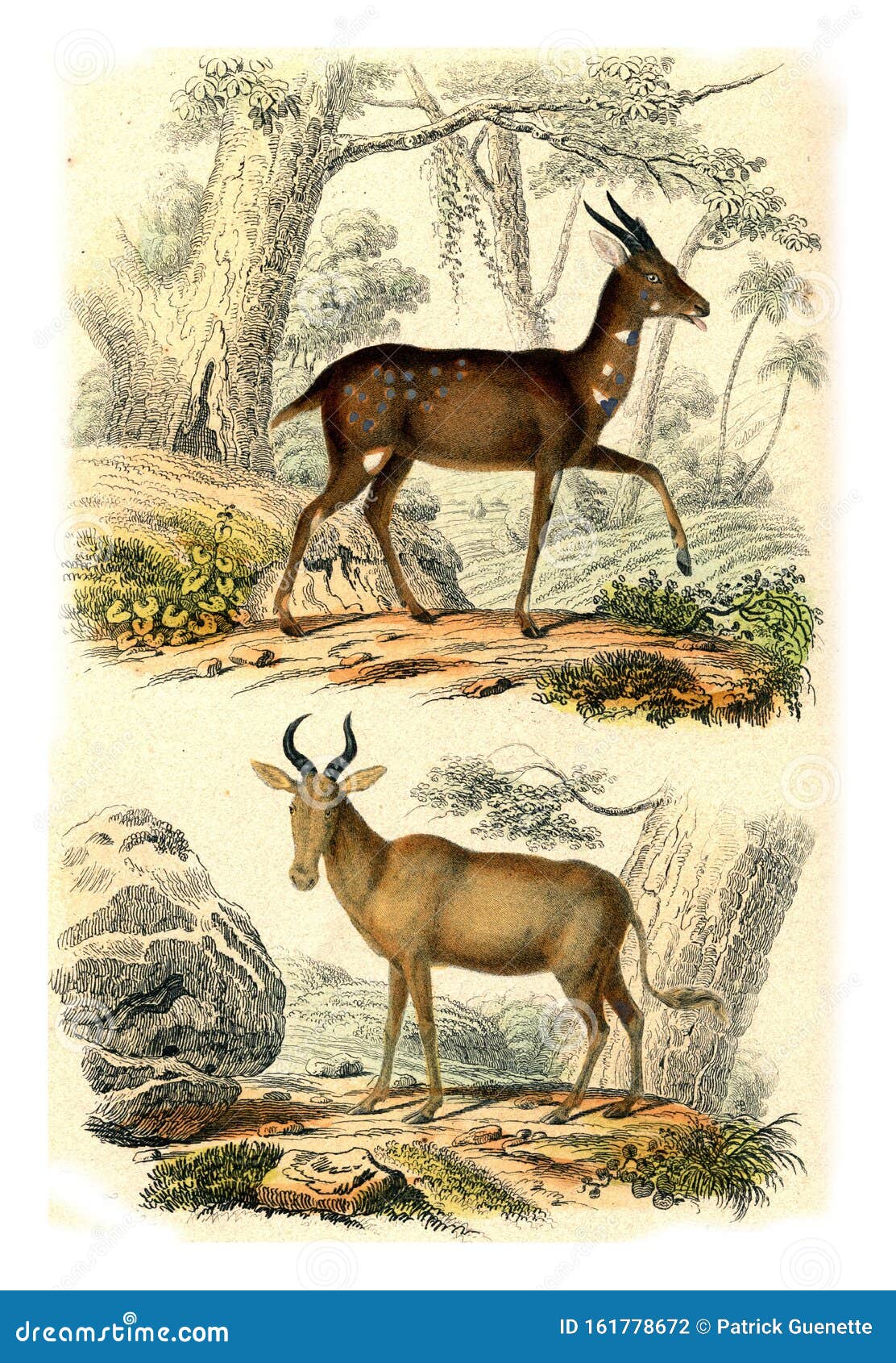 Bushbuck Cartoons, Illustrations & Vector Stock Images - 41 Pictures to ...
