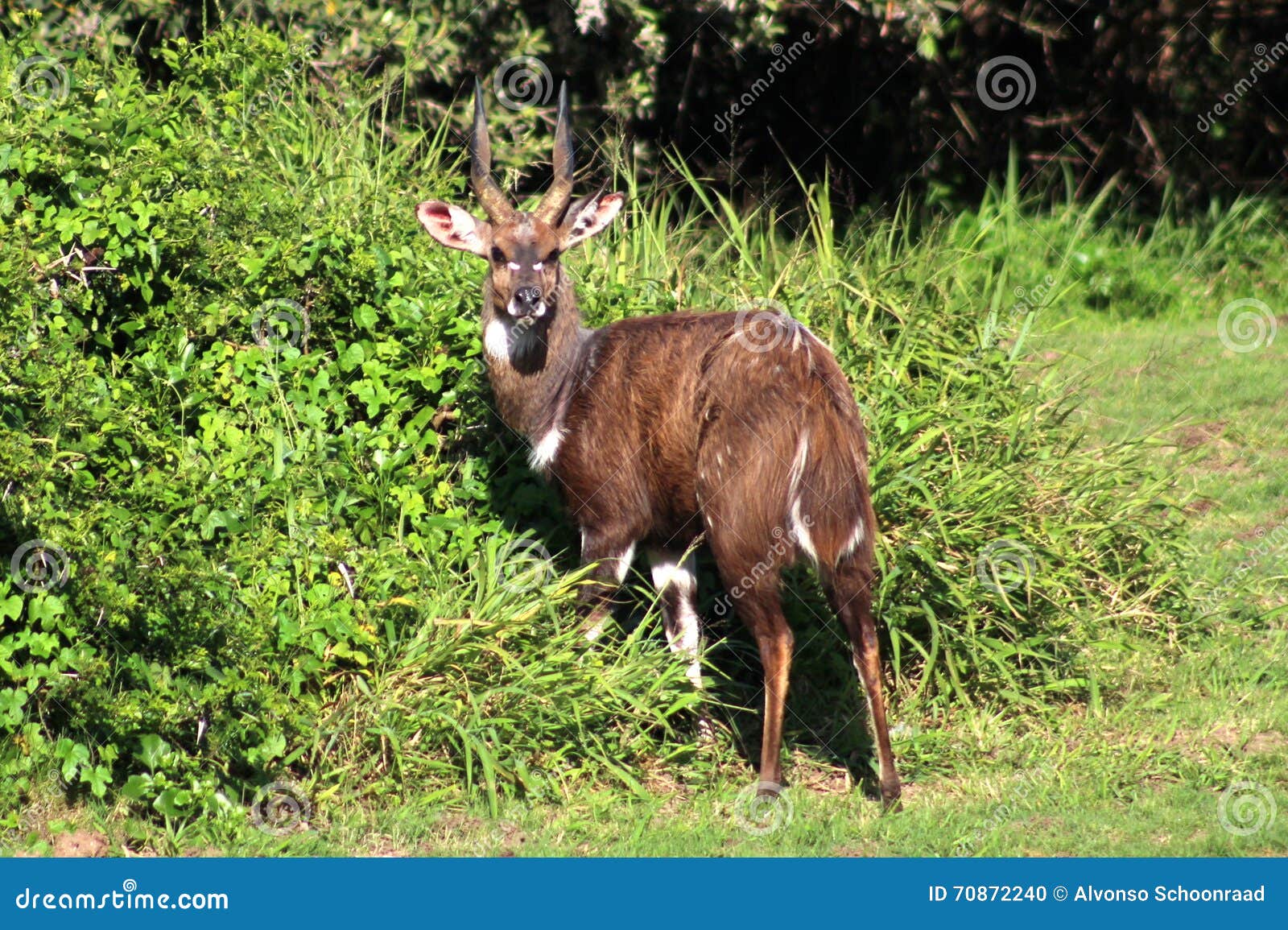 Bushbuck stock photo. Image of horns, eastern, buck, bull - 70872240