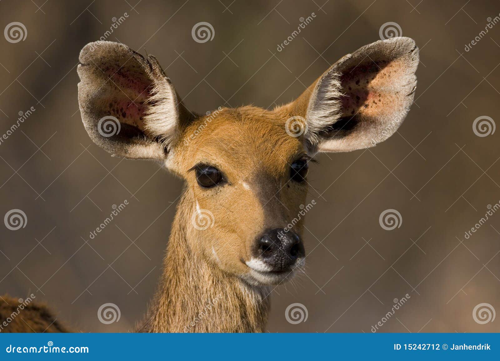 Bushbuck ewe stock photo. Image of antelope, africa, standing - 15242712