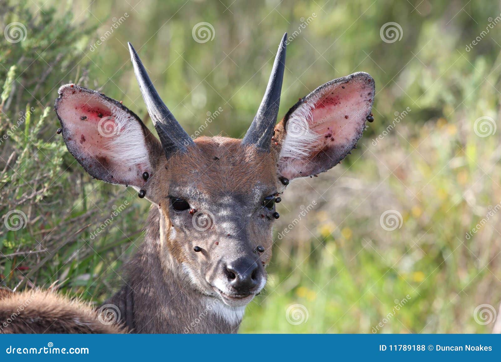 Bushbuck Infested with Ticks Stock Photo - Image of nature, fauna: 11789188