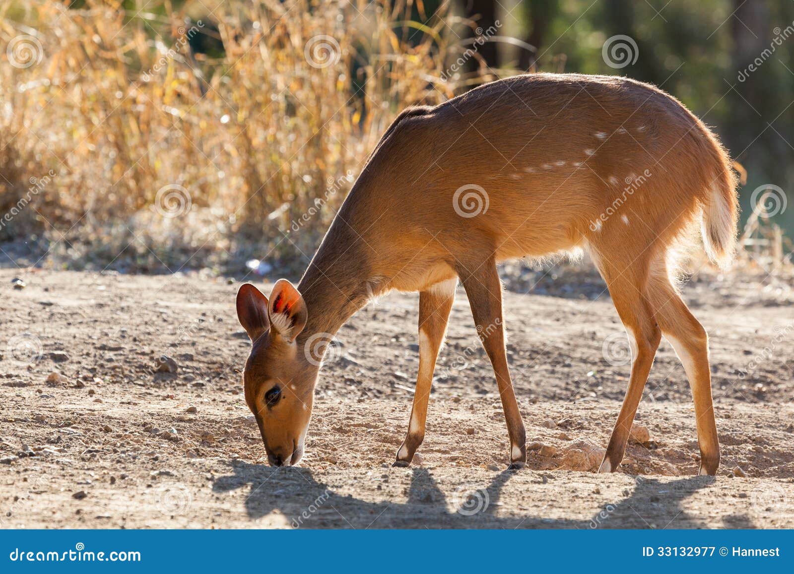 Bushbuck stock image. Image of mammal, nature, sunny - 33132977
