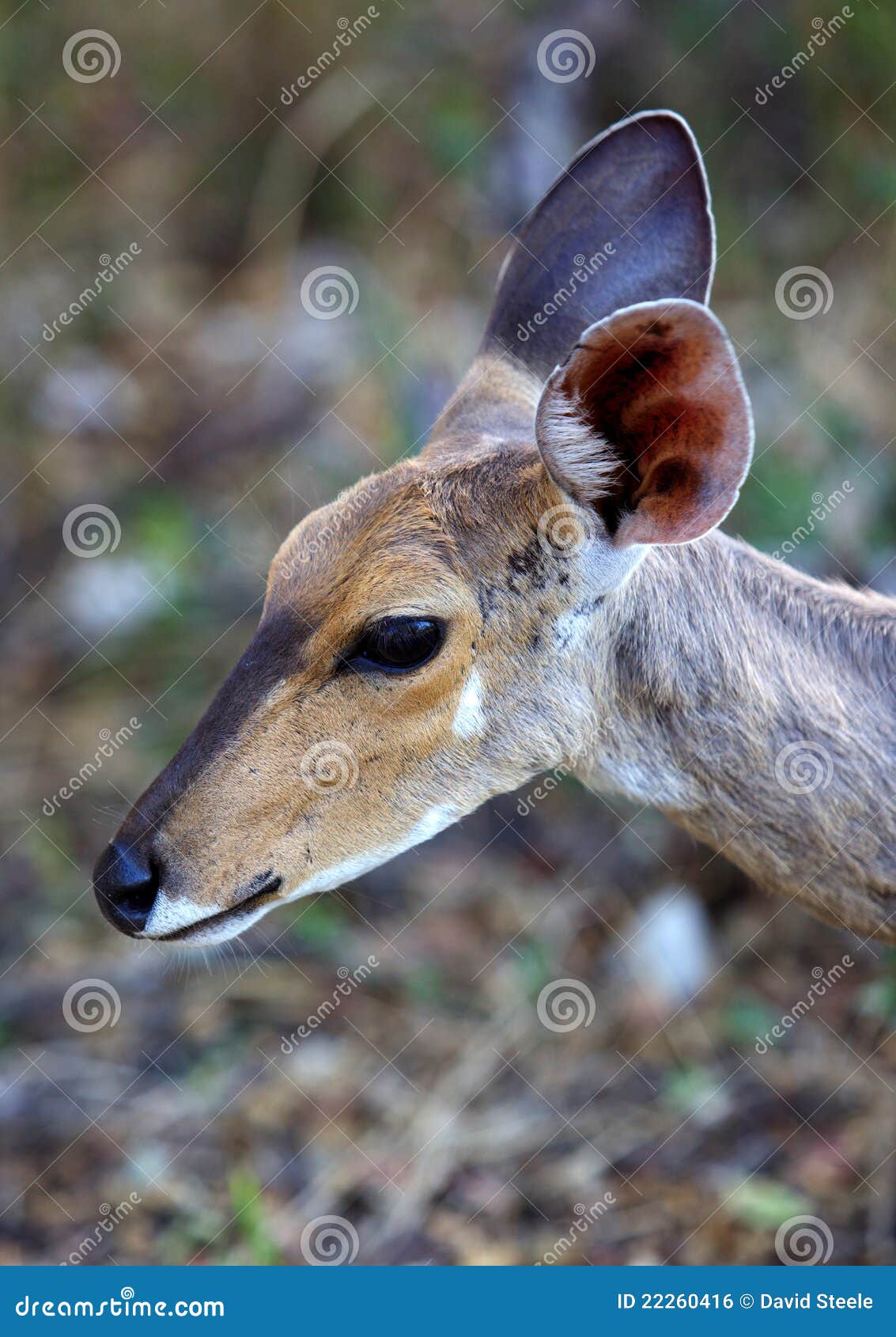 Bushbuck Portrait stock photo. Image of portrait, herbivore - 22260416